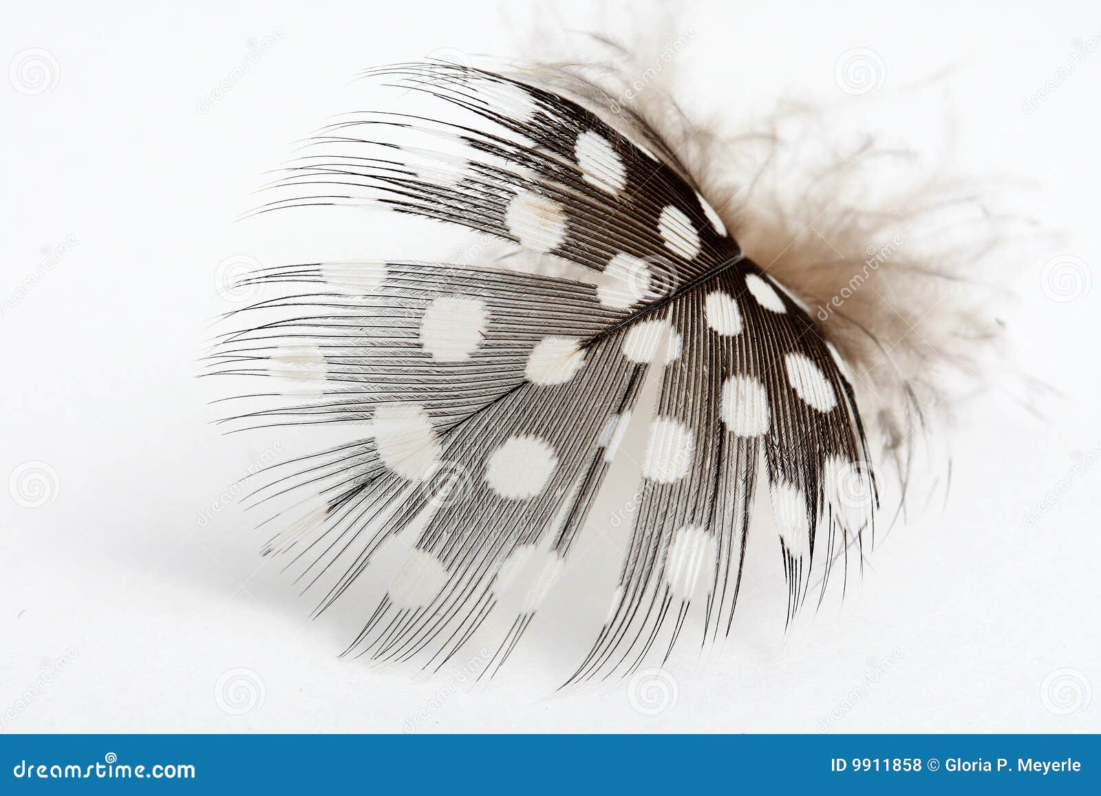 Spotted Feather stock photo. Image of feather, bird, vaned - 9911858