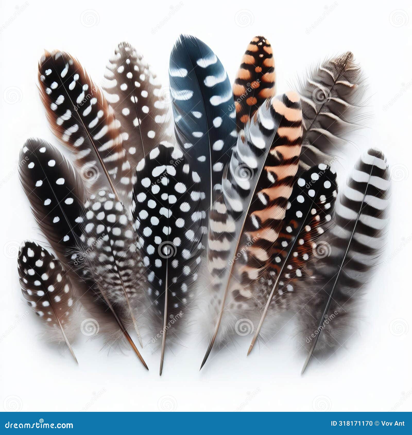 Spotted Feather Feathers with Distinct Spots or Markings, Addig Stock ...