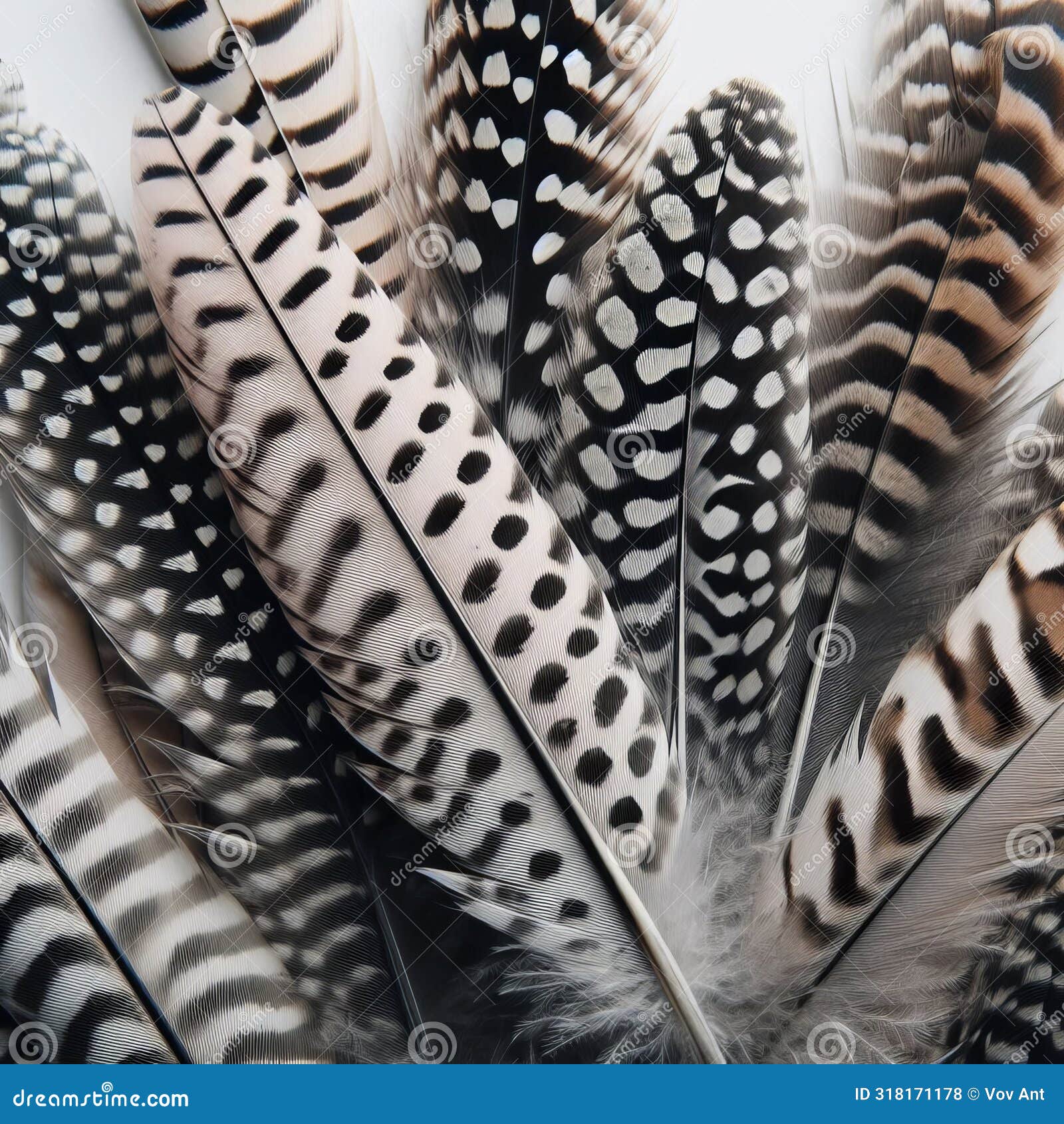Spotted Feather Feathers with Distinct Spots or Markings, Addig Stock ...