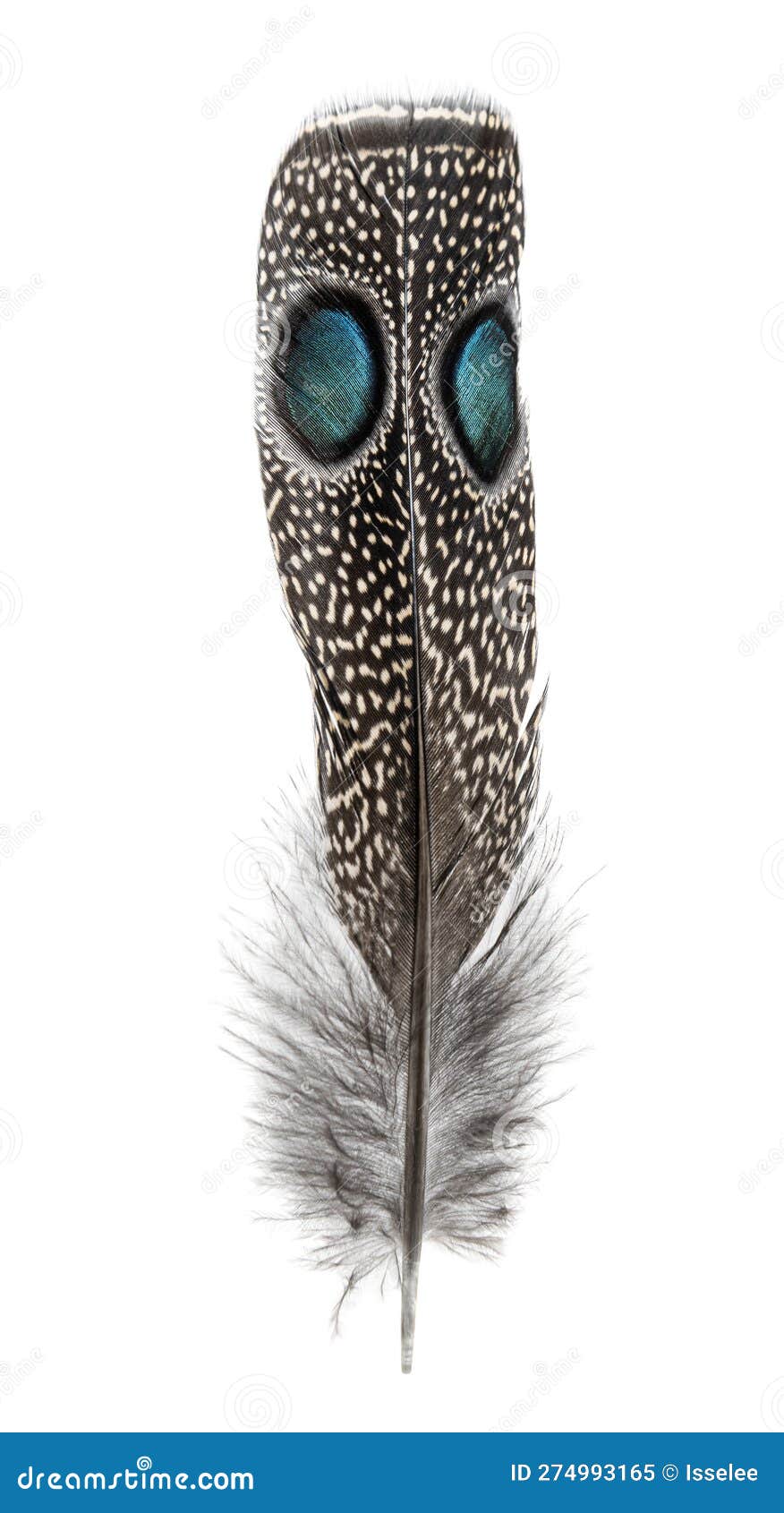 Spotted Feather of a Palawan Peacock-pheasant with Two Eyespots ...