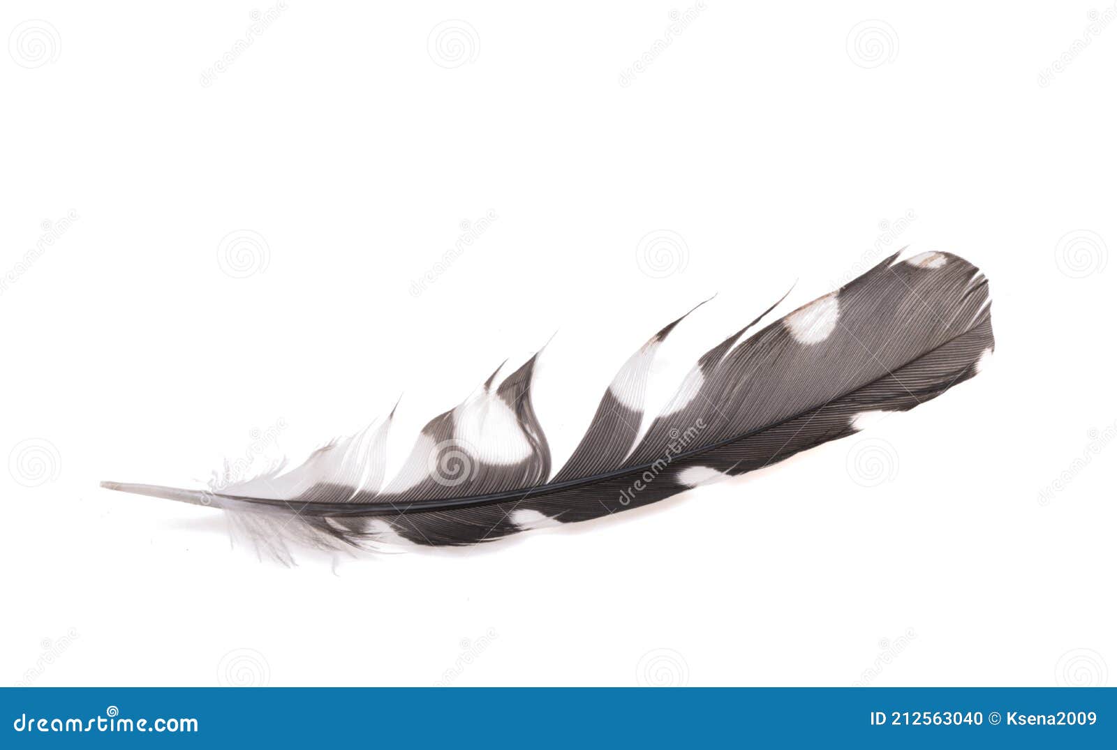 Spotted Feather with Polka Dots Stock Photo - Image of design ...