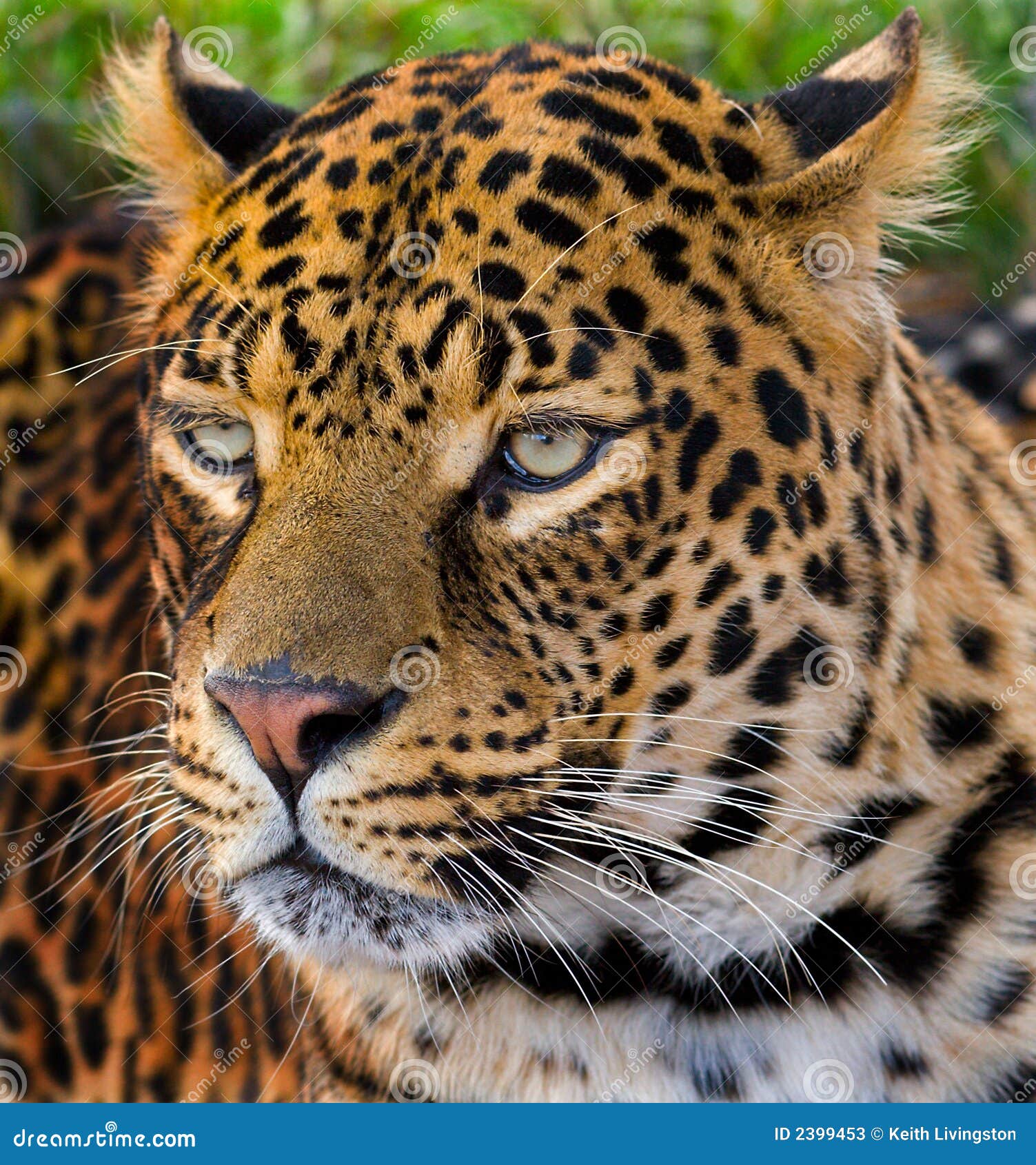Spotted Female stock image. Image of nature, panther, carnivour - 2399453