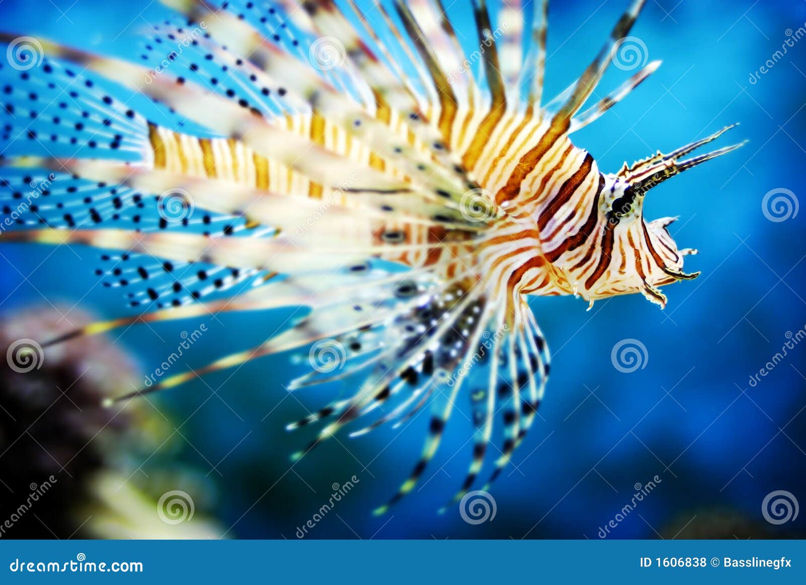 Spotted Fin Lionfish stock photo. Image of aquarium, fins - 1606838