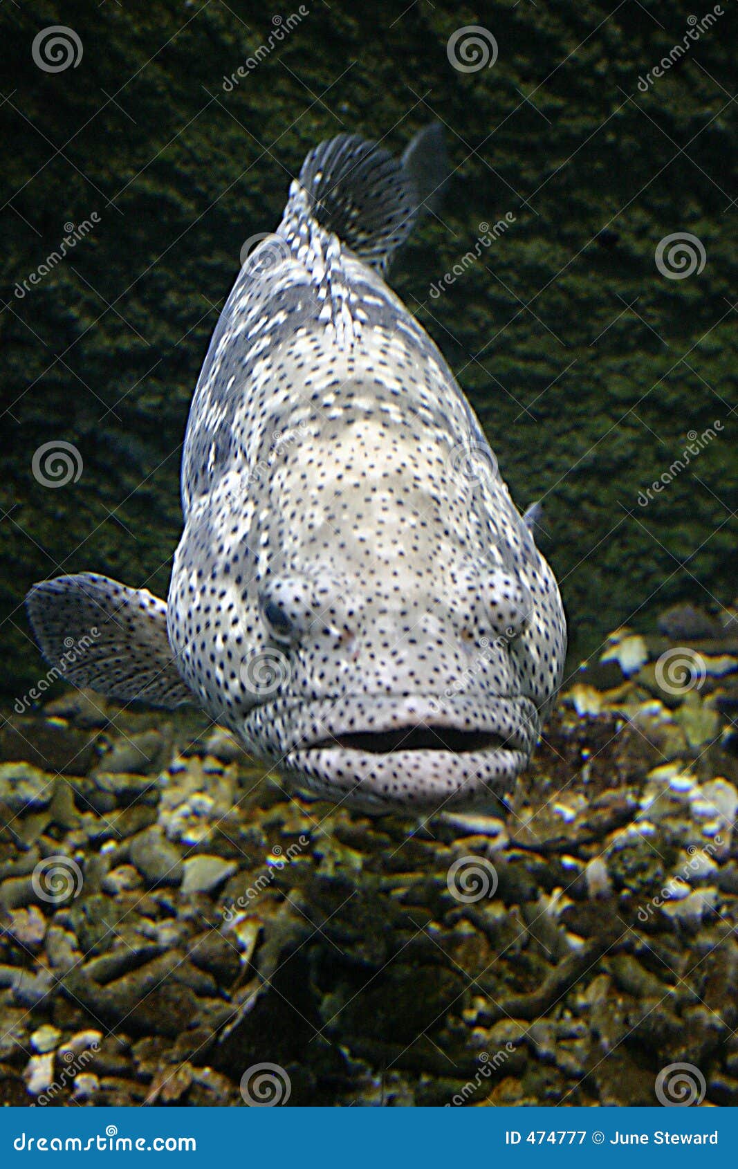 Spotted fish stock image. Image of moody, animal, swimming - 474777
