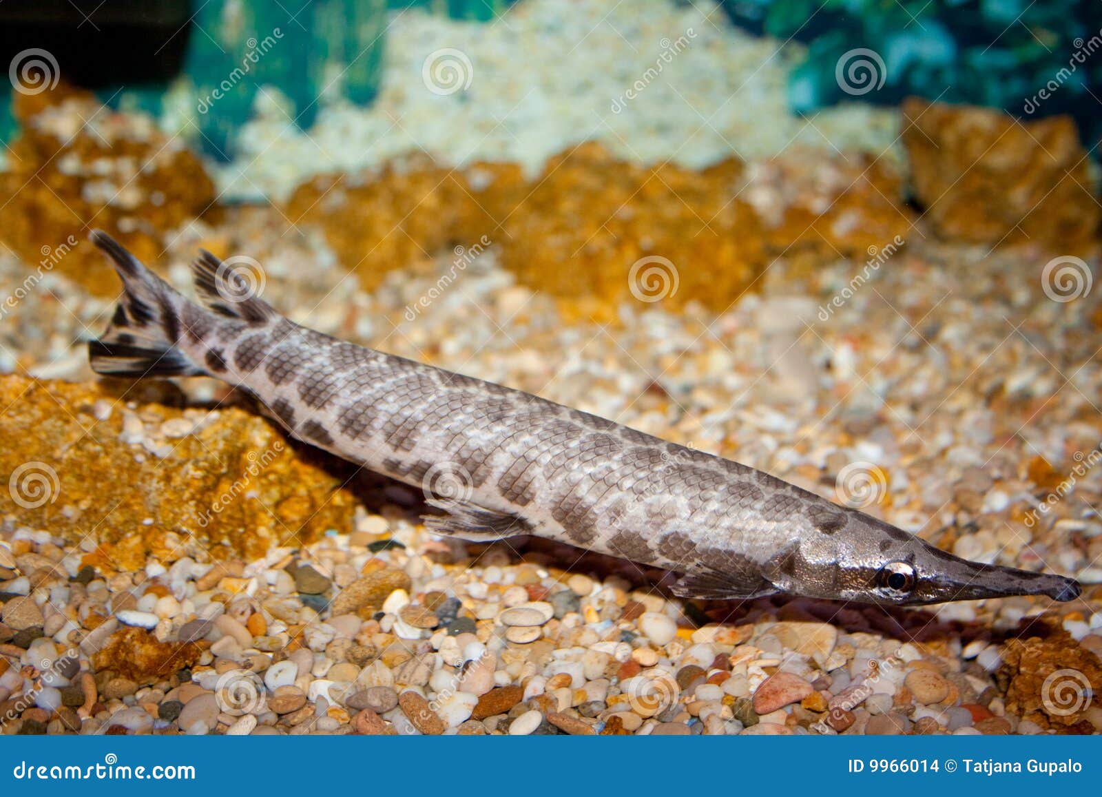 Spotted fish stock photo. Image of male, beautiful, lepisosteus - 9966014