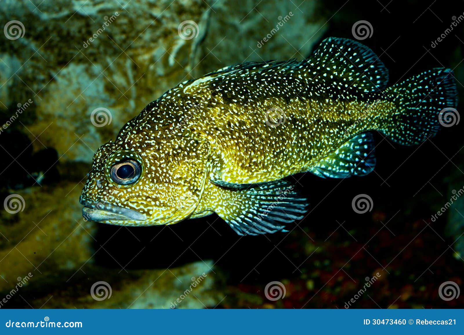 Spotted fish at aquarium stock photo. Image of fish, diving - 30473460