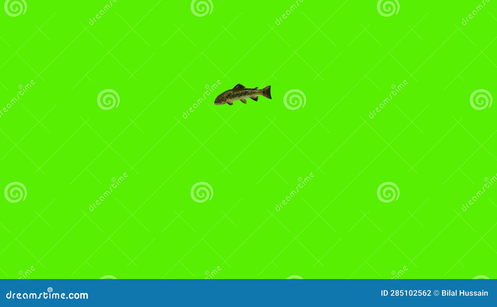 Spotted Fish Swimming from a Three-sided Angle Stock Footage - Video of ...