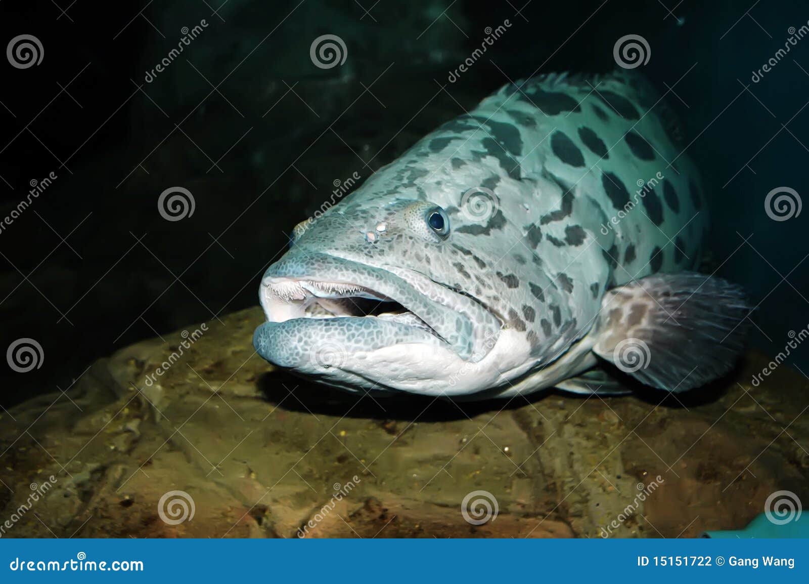 Spotted Fish stock photo. Image of underwater, closeup - 15151722