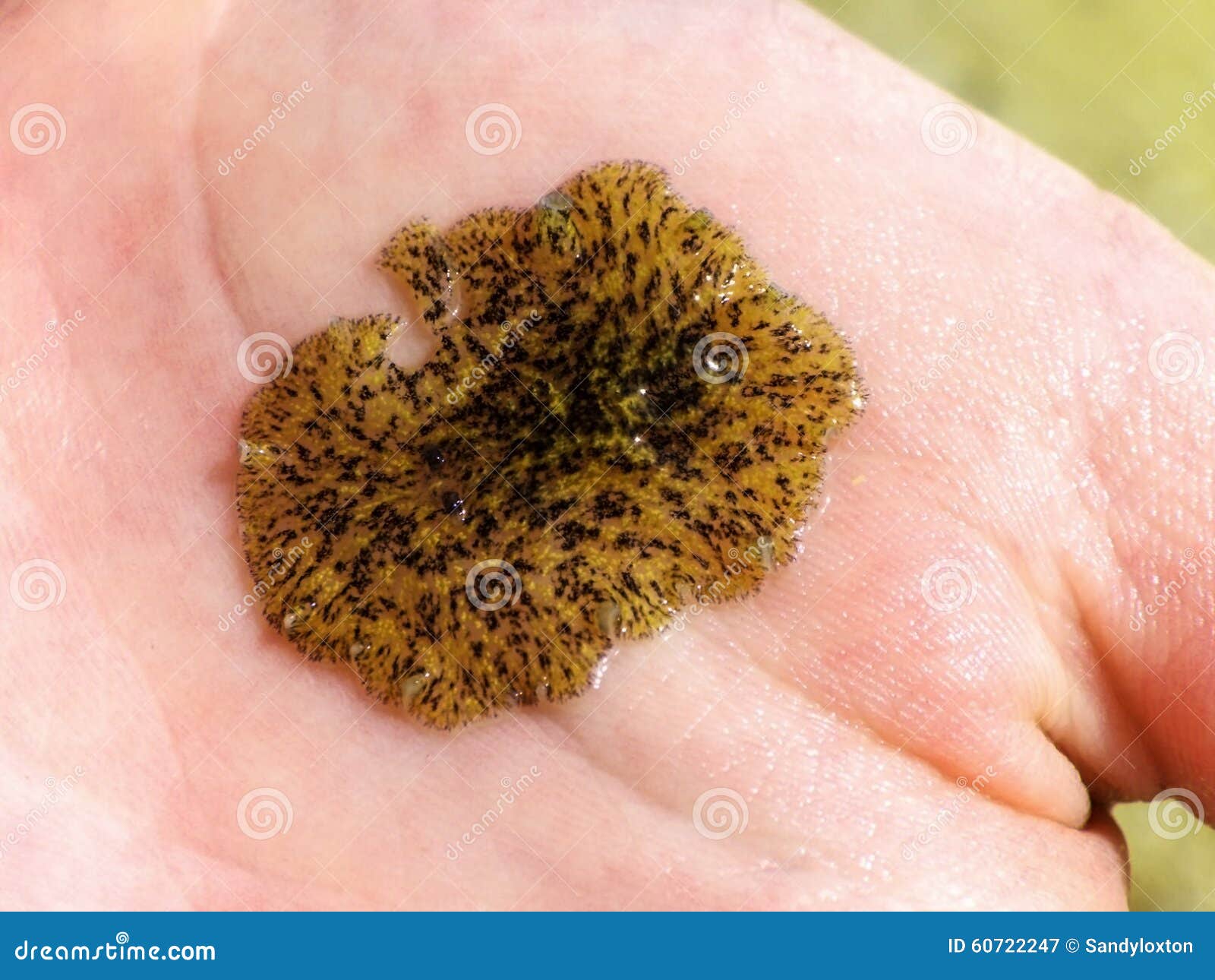 Spotted Flatworm stock image. Image of gilchristi, flatworm - 60722247