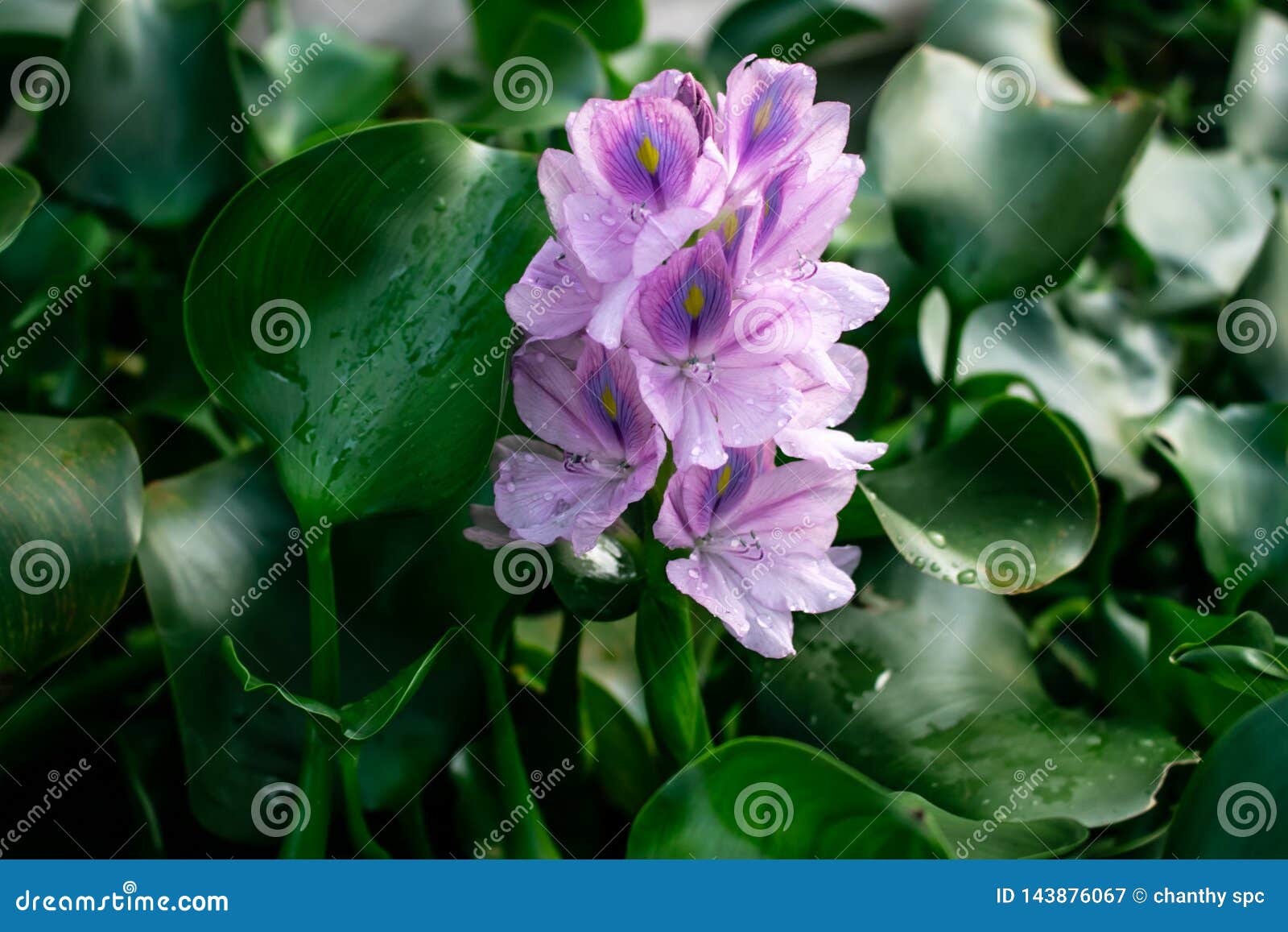 Spotted Flower Very Beautiful Stock Image - Image of floral, lotus ...