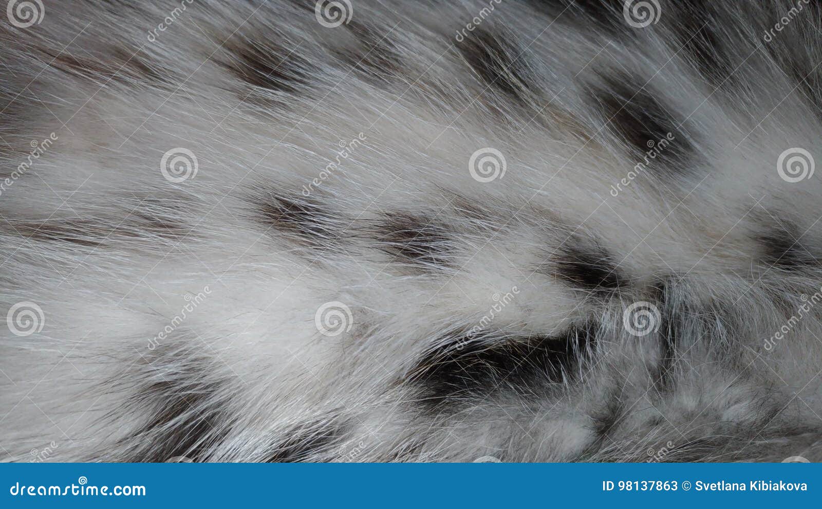 Spotted fluffy fur stock image. Image of looks, belly - 98137863
