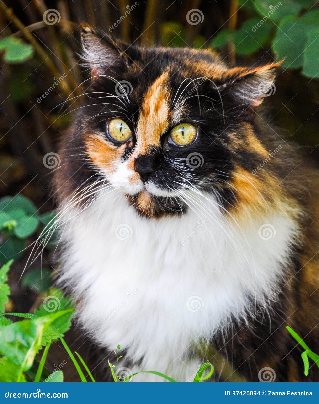 Spotted Fluffy Multicolor Cat Stock Photo - Image of domestic, hungry ...