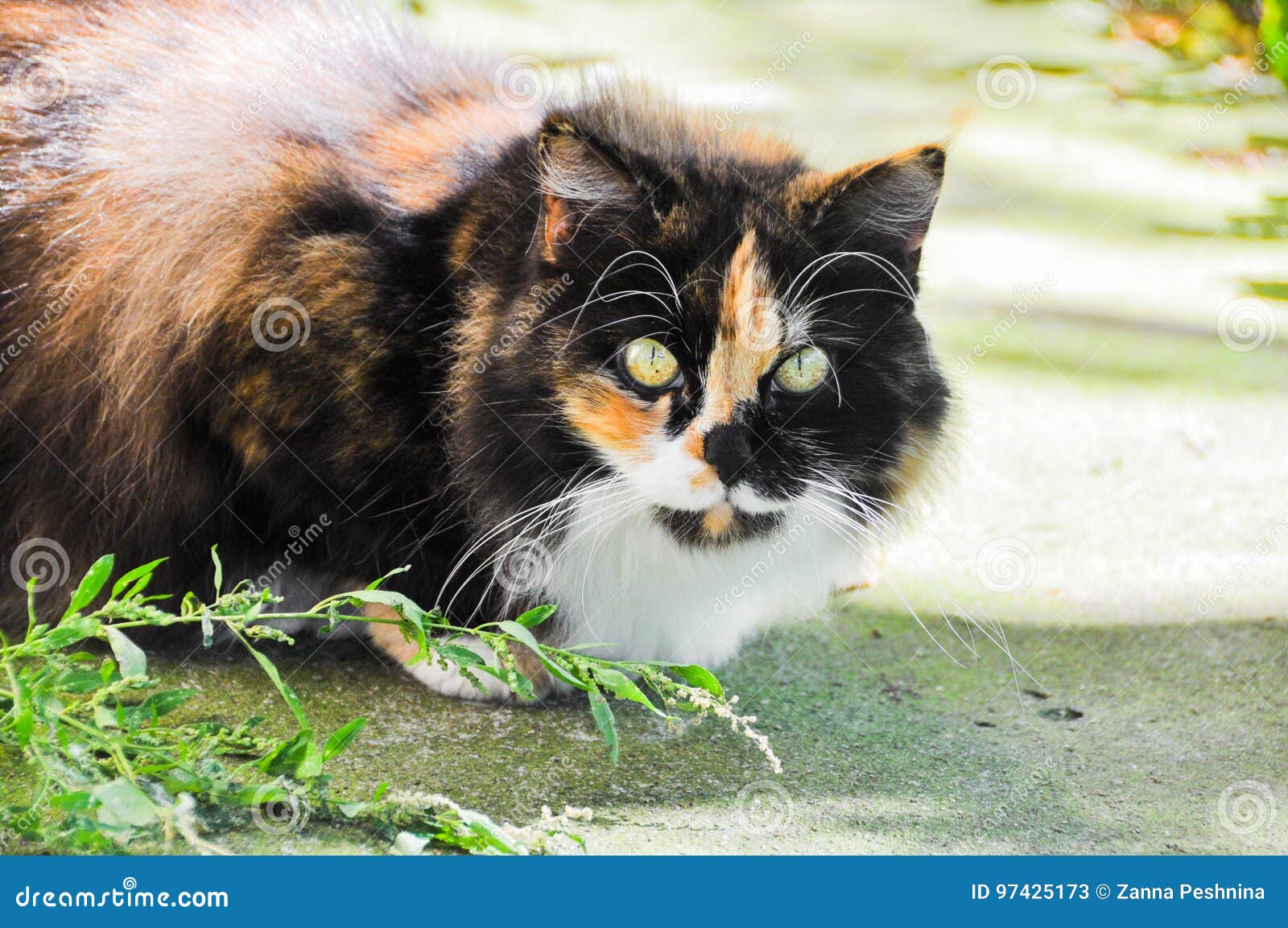 Spotted Fluffy Multicolor Cat Stock Image - Image of beggar, kitty ...