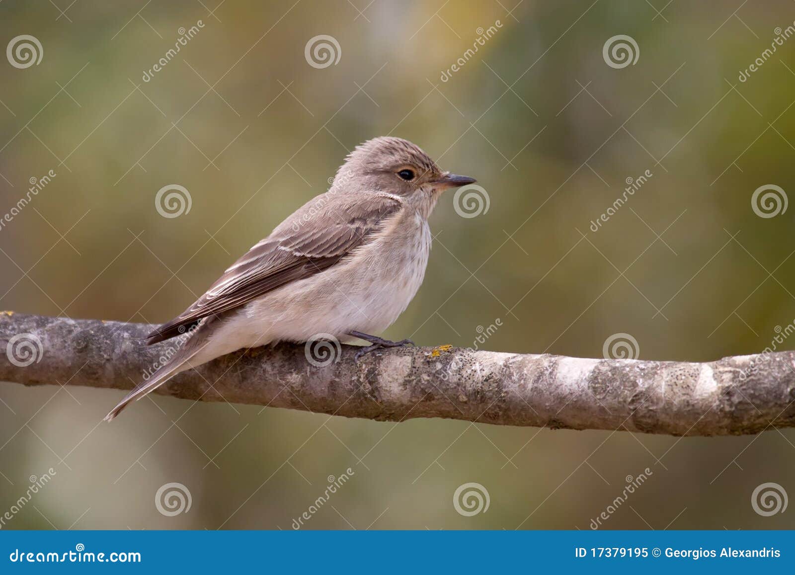 Spotted Flycatcher Muscicapa Striata On Branch Stock Photography ...