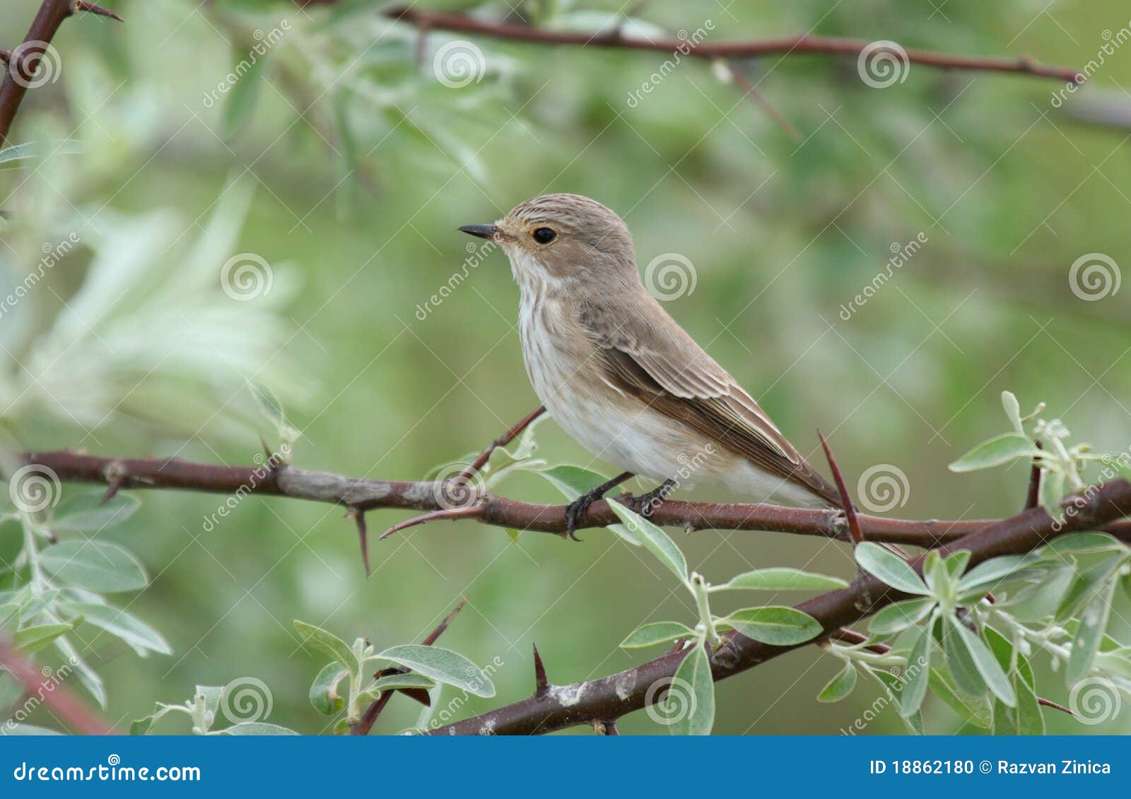 Spotted flycatcher stock photo. Image of ornithology - 18862180