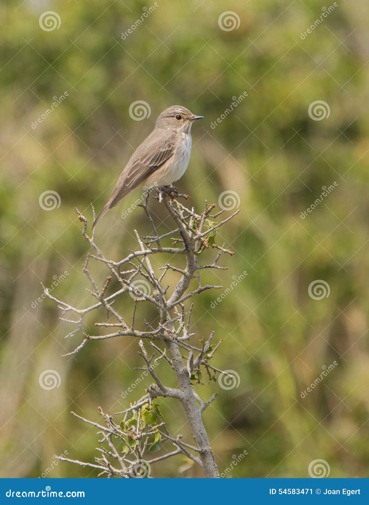 Spotted Flycatcher stock image. Image of muscicapidae - 54583471