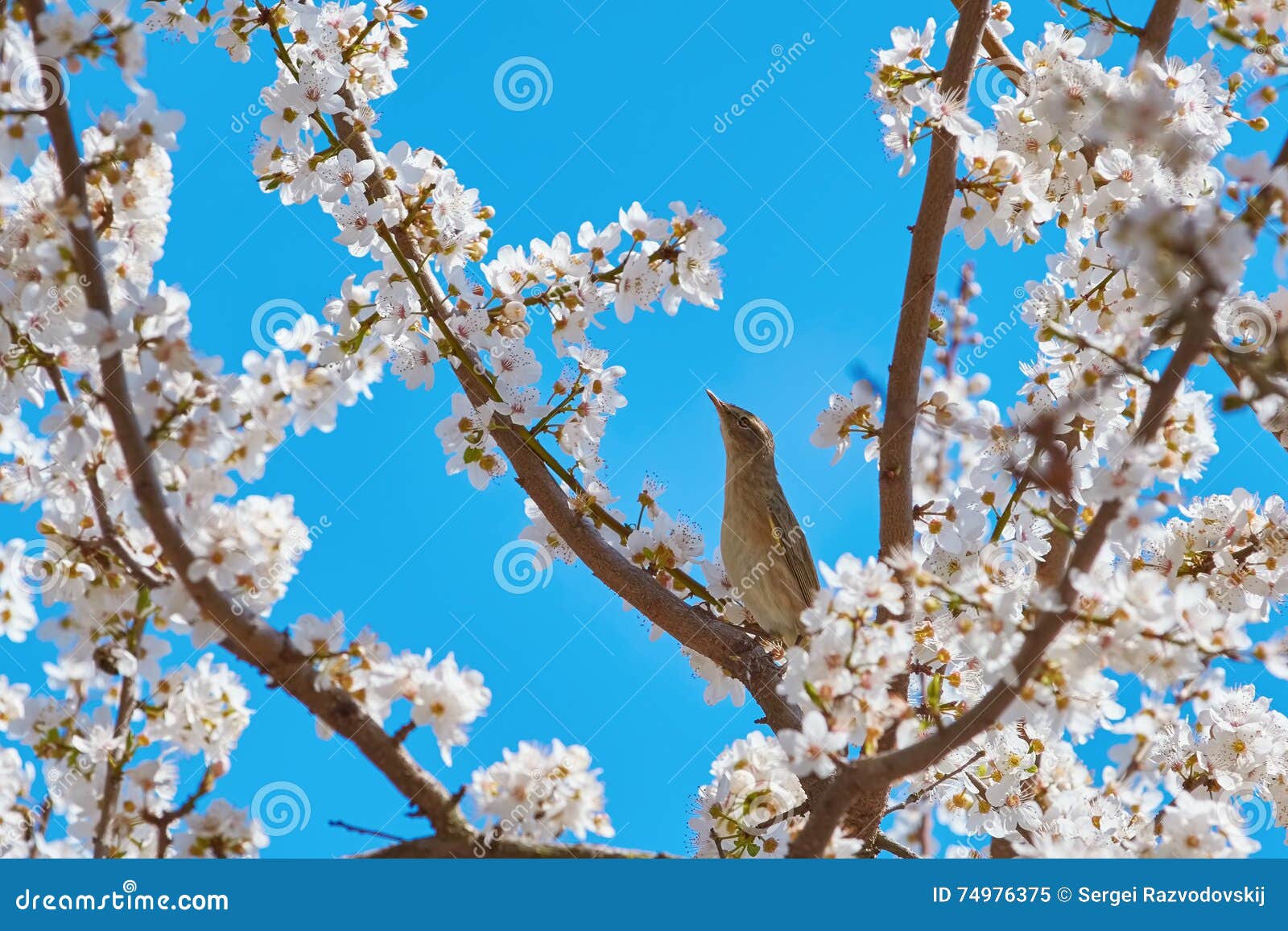 Spotted Flycatcher (Muscicapa Striata) Stock Image - Image of ...