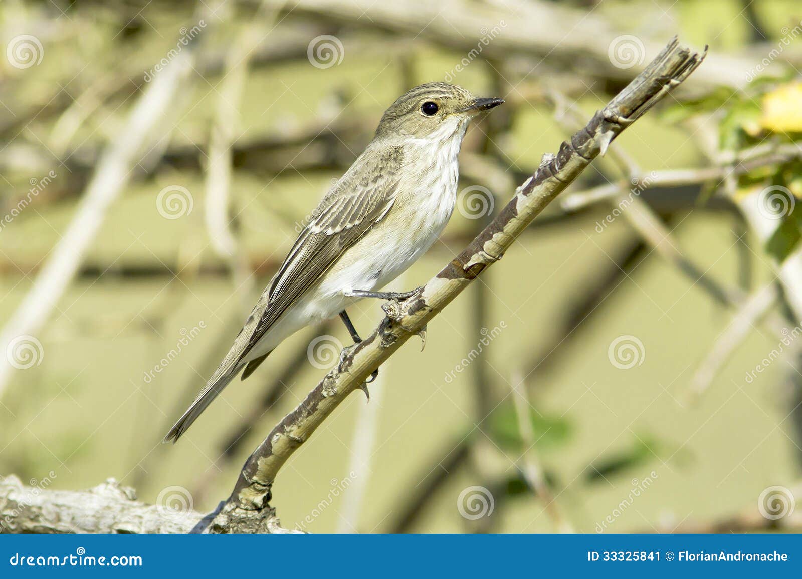 Spotted Flycatcher / Muscicapa Striata Stock Image - Image of spotted ...