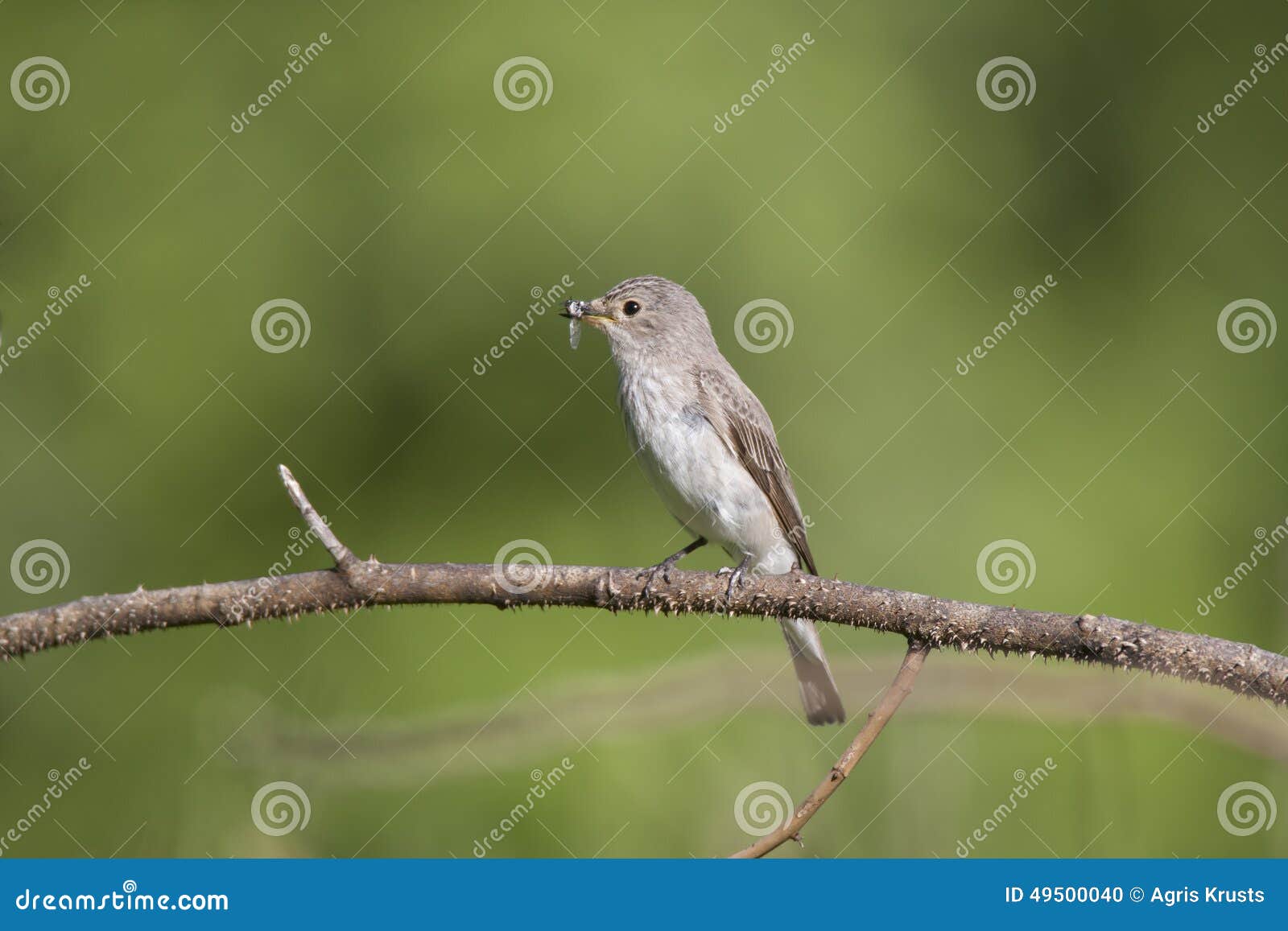 Spotted flycatcher stock photo. Image of wildlife, beak - 49500040