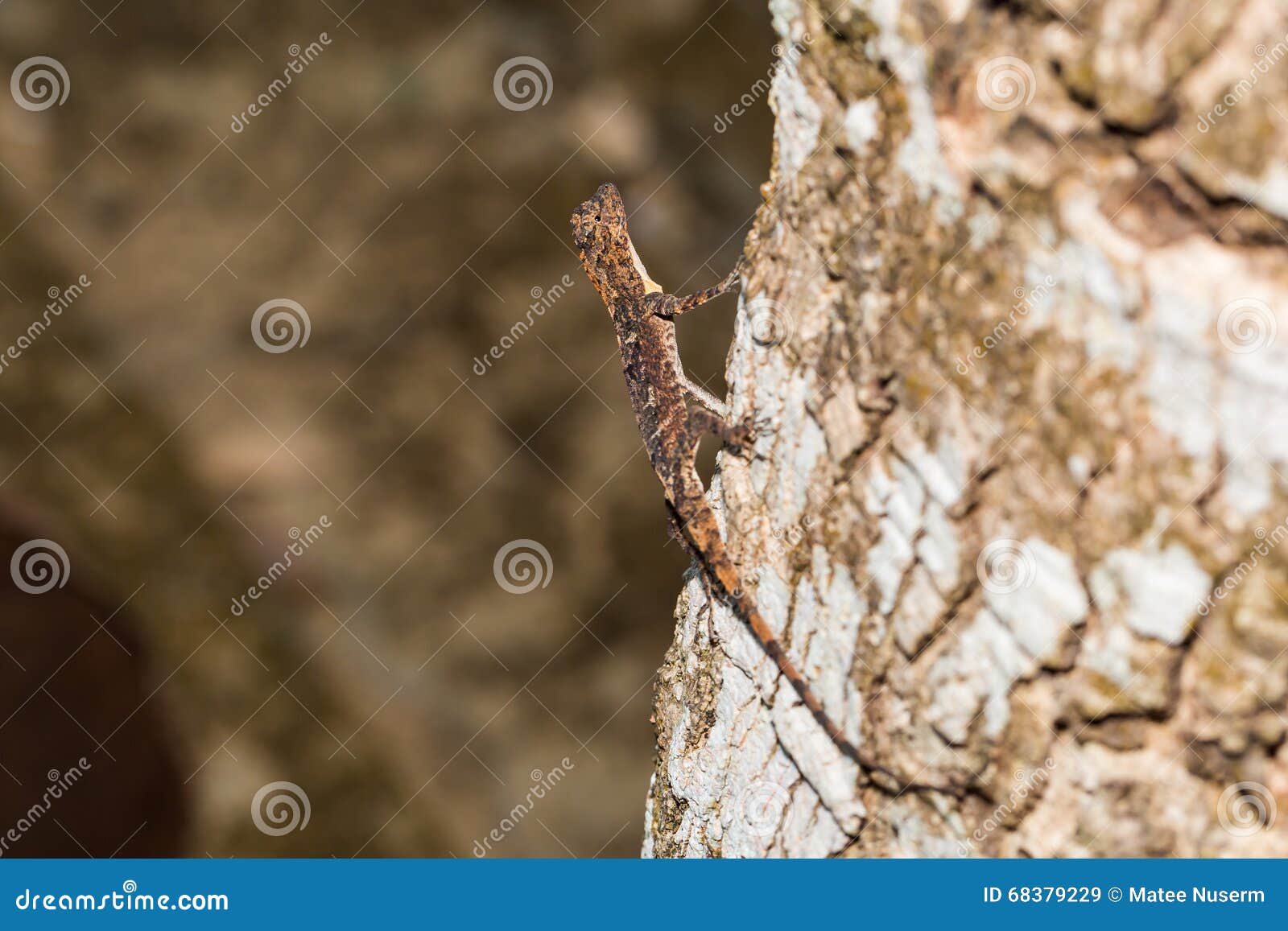 Spotted flying dragon stock image. Image of draco, fold - 68379229