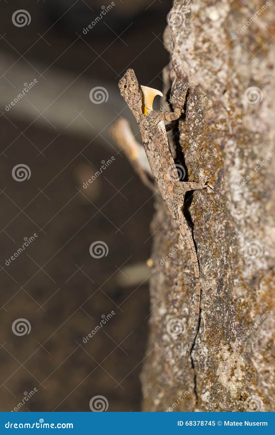 Spotted flying dragon stock image. Image of orange, draco - 68378745