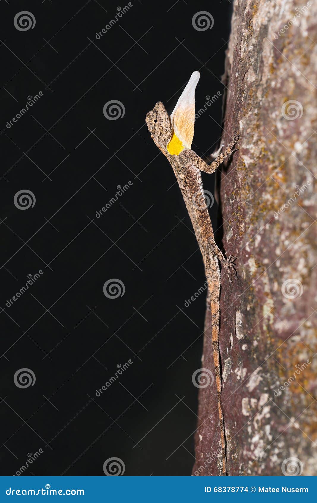 Spotted flying dragon stock photo. Image of gular, flap - 68378774