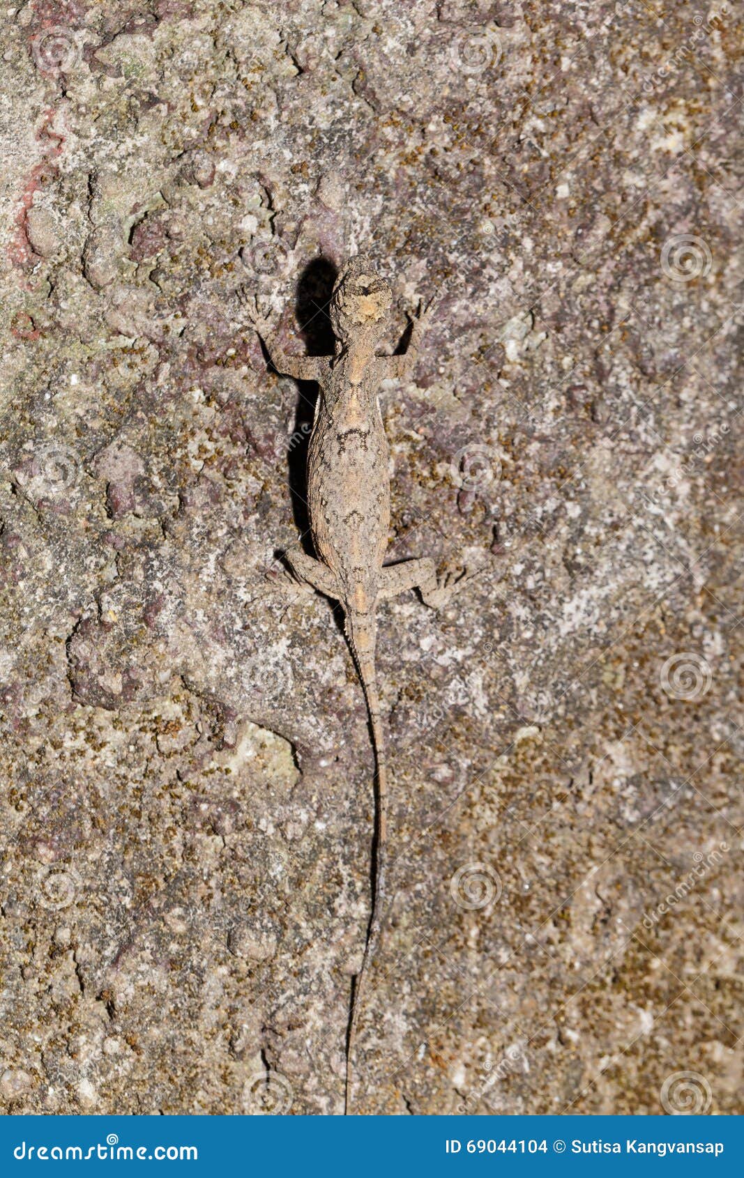 Spotted Flying Dragon or Orange-winged Flying Lizard (Draco Mac Stock ...