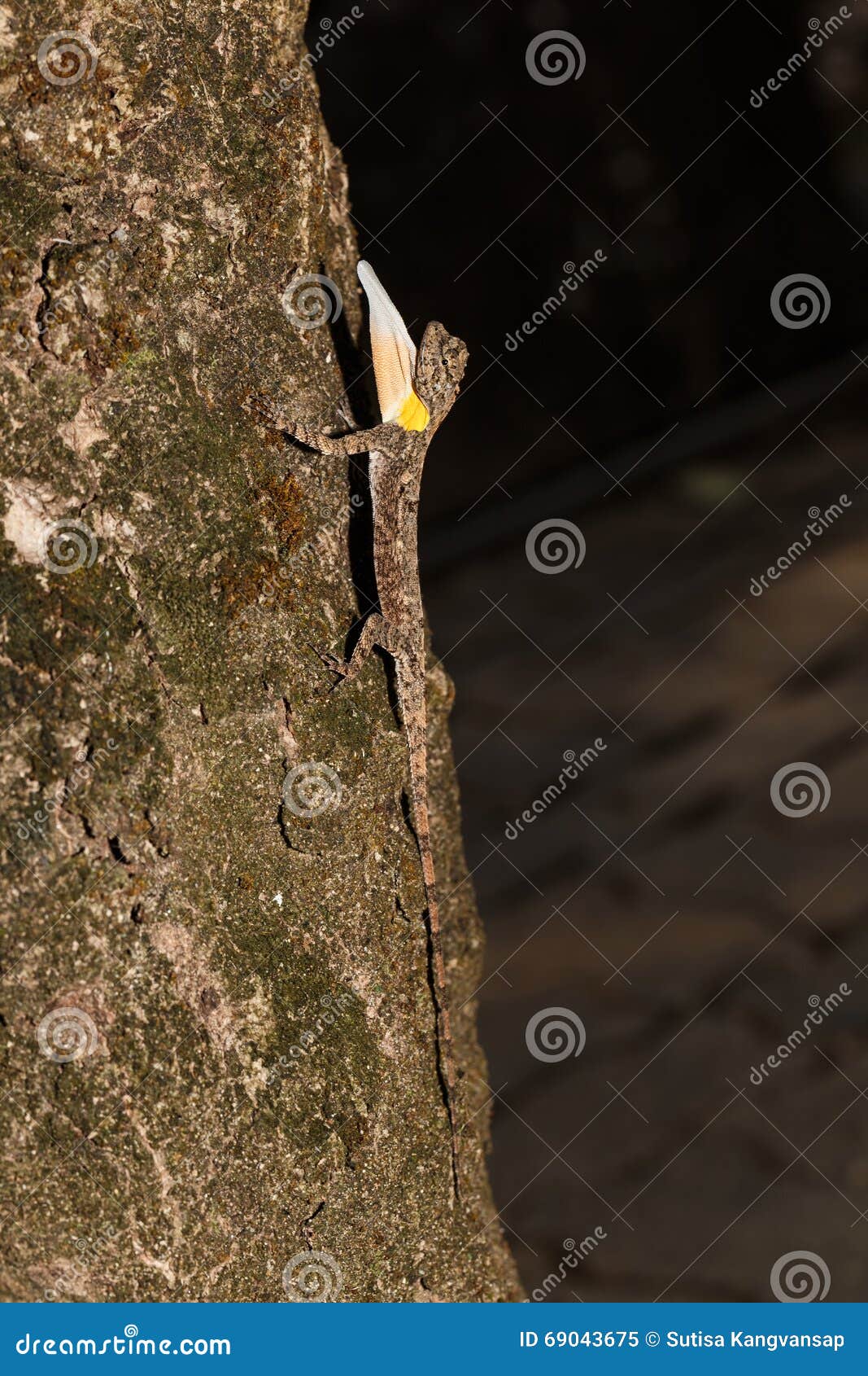Spotted Flying Dragon or Orange-winged Flying Lizard with Gular Stock ...