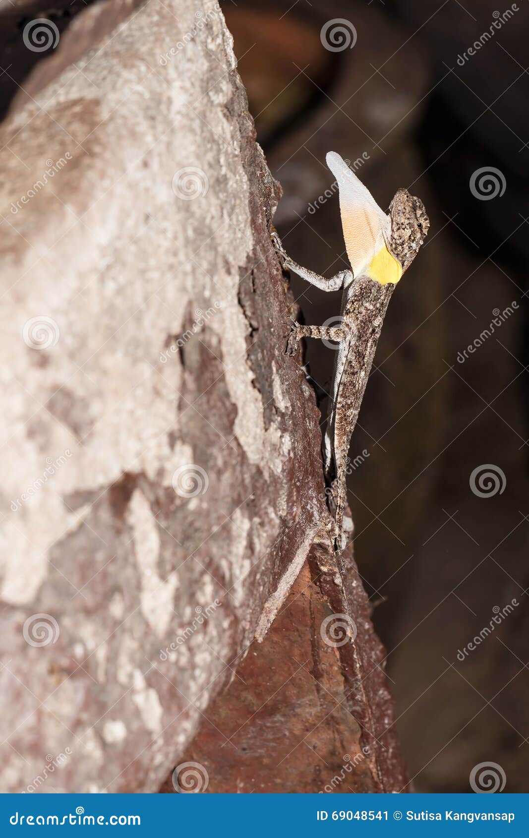 Spotted Flying Dragon or Orange-winged Flying Lizard with Gular Stock ...