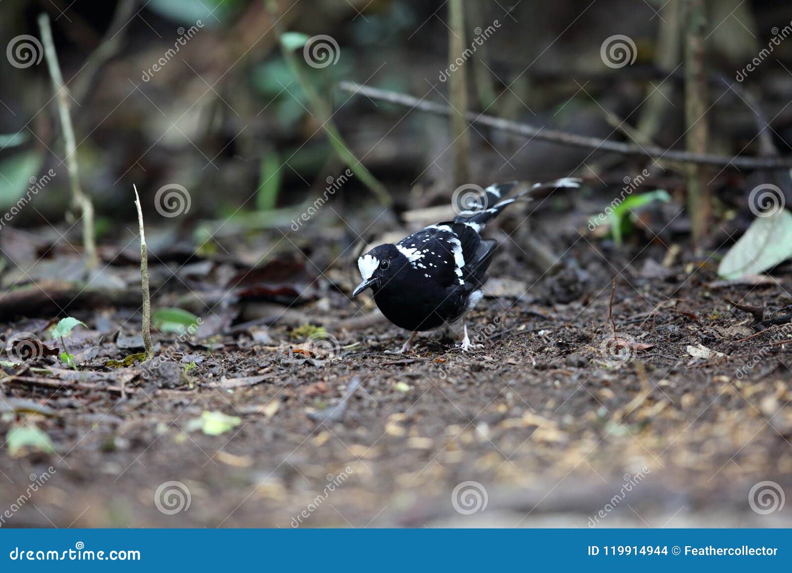 Spotted Forktail in Dalat, Vietnam Stock Photo - Image of outdoor ...