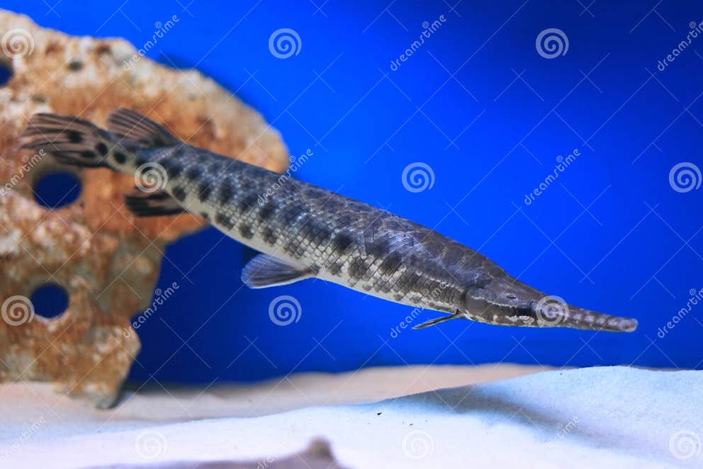 Spotted gar stock photo. Image of lepisosteus, aquarium - 28555772