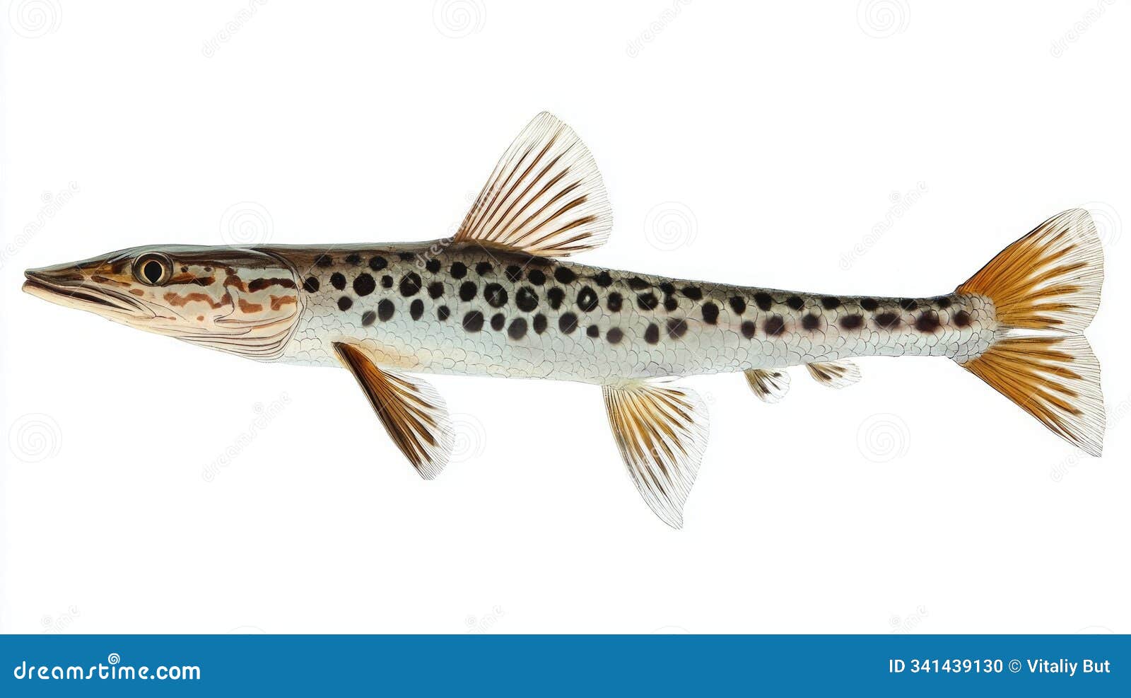 Spotted Gar Displays Its Unique Pattern Of Spots On A Streamlined Body ...