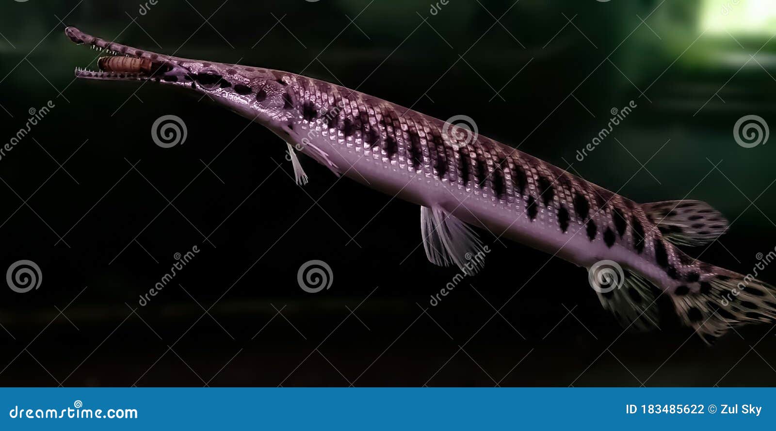 Spotted Gar Fish Eating Super Worm Stock Photo - Image of lurking ...