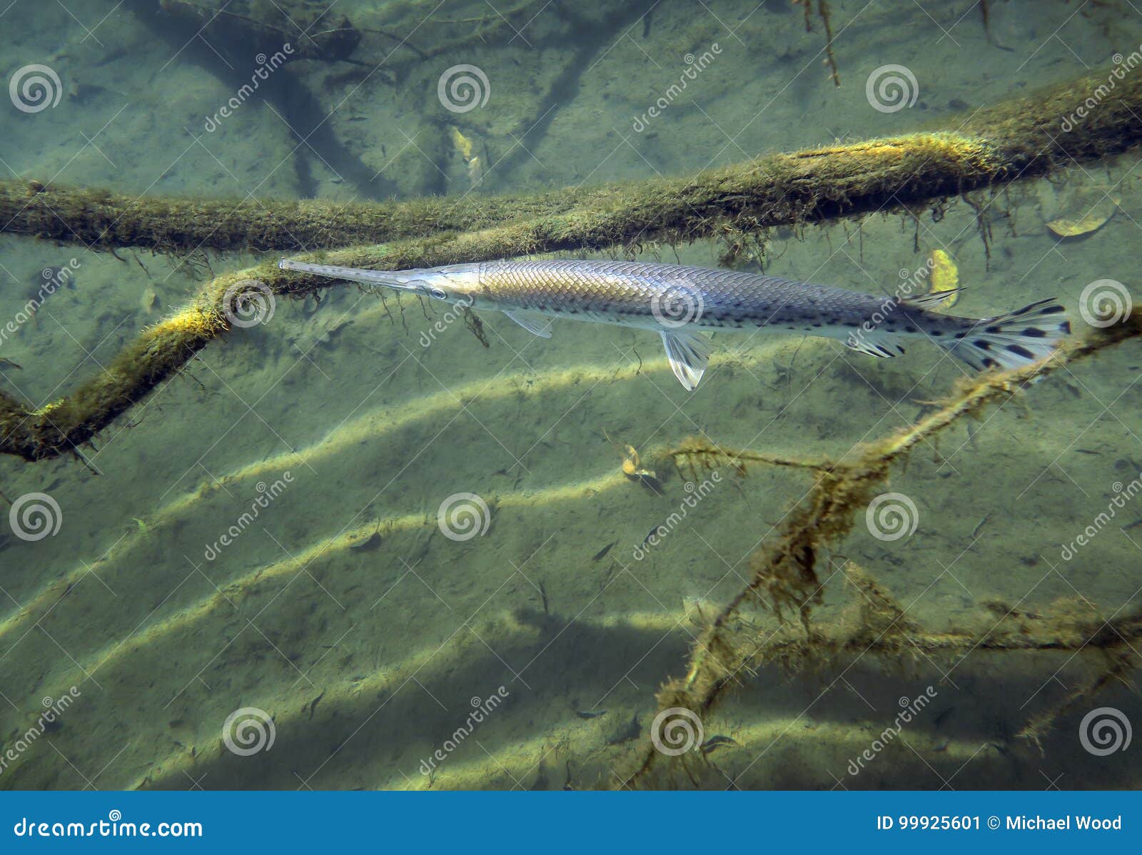 Spotted Gar Side View stock image. Image of springs, morrison - 99925601