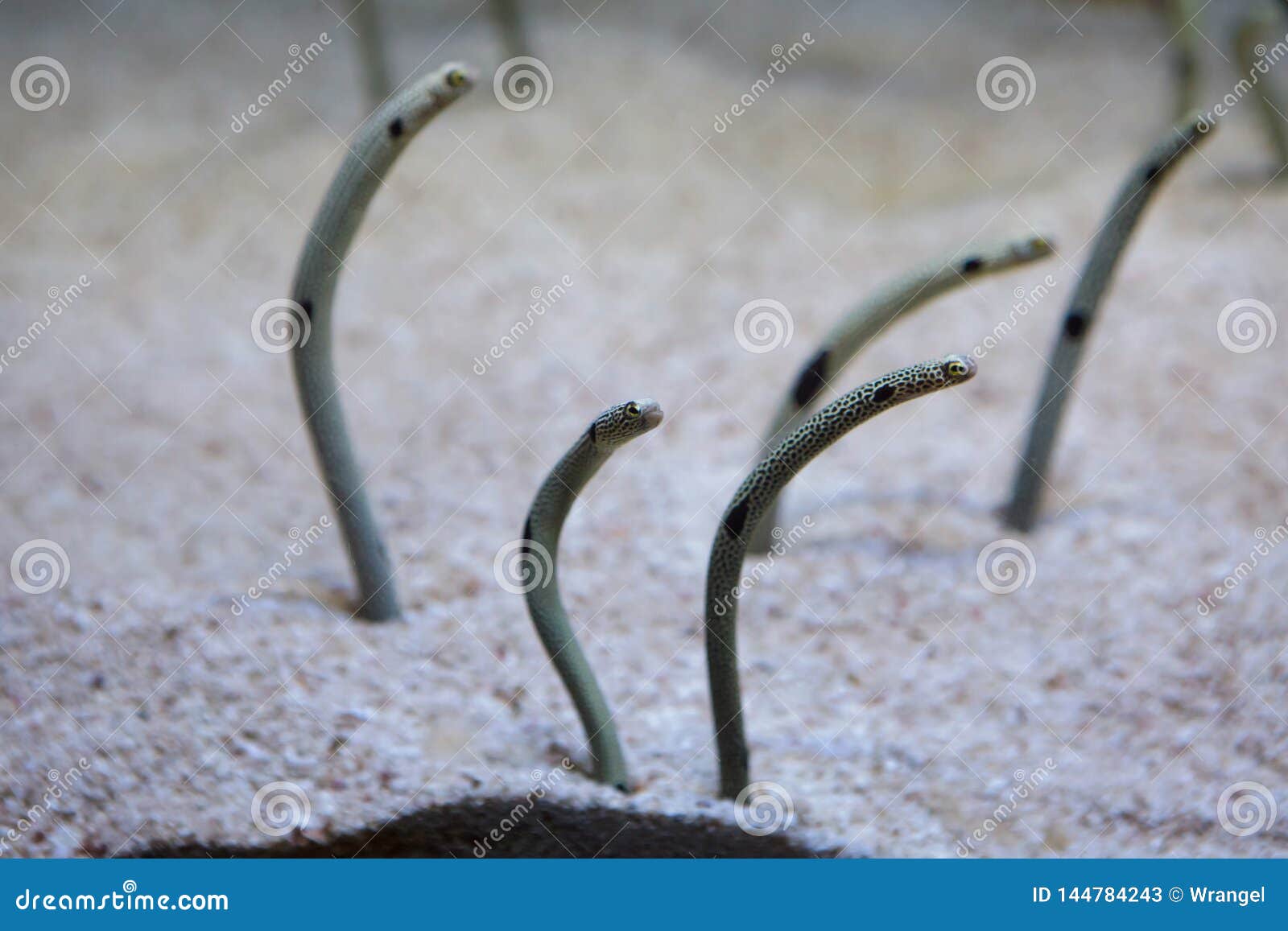 Spotted Garden Eel Heteroconger Hassi Stock Image - Image of tropical ...