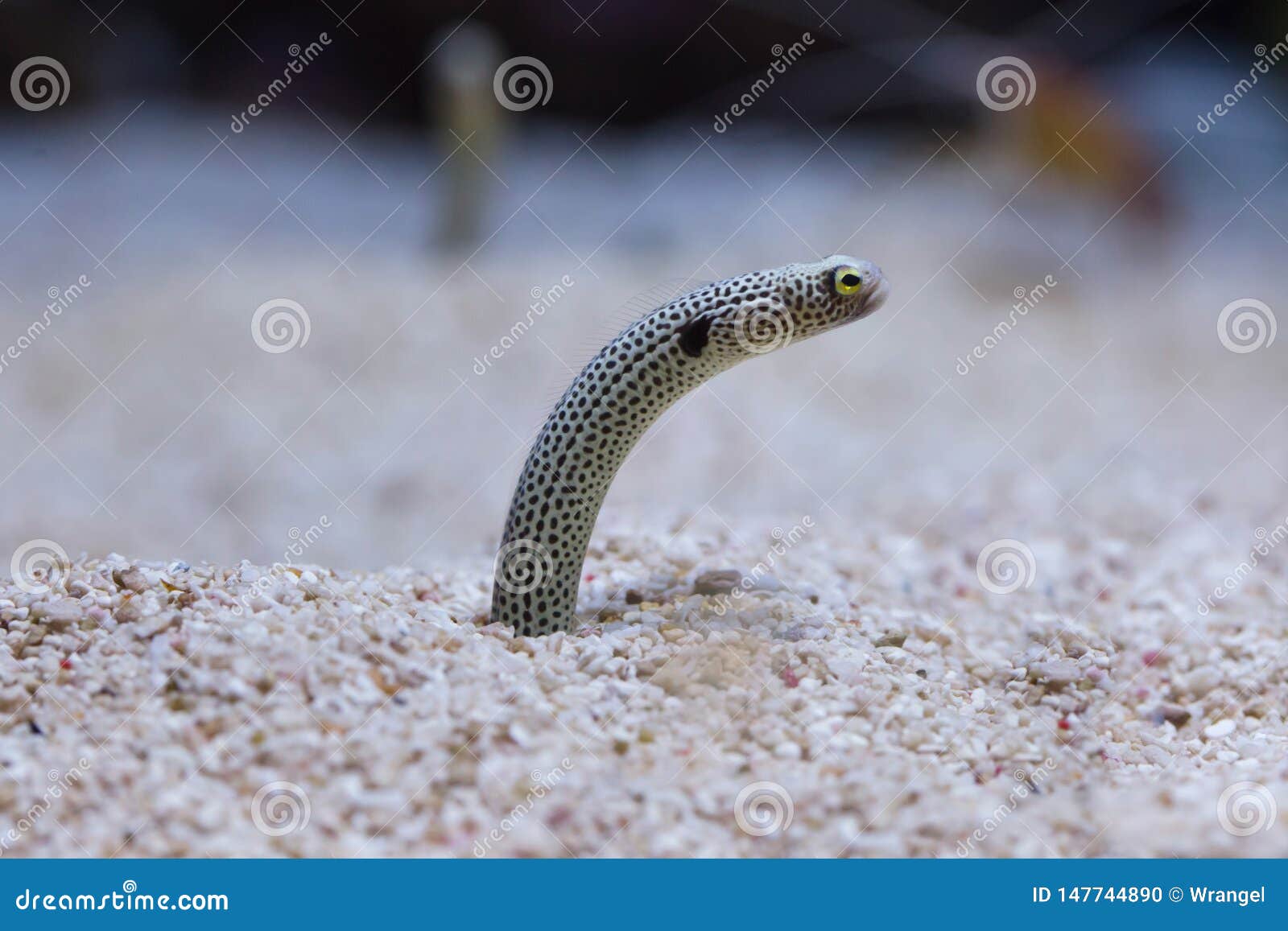 Spotted Garden Eel Heteroconger Hassi Stock Photo - Image of indo, sand ...