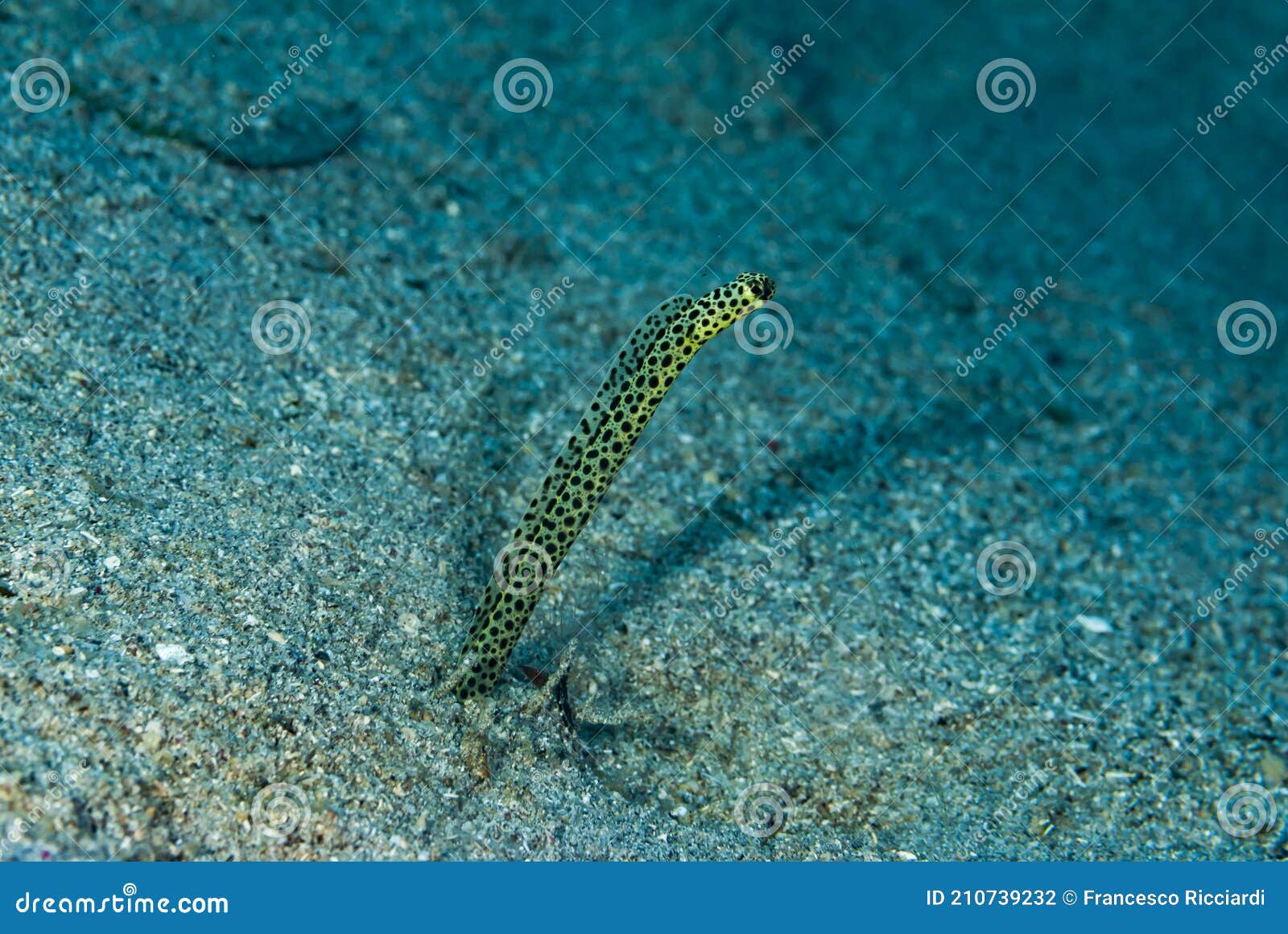 Spotted Garden Eel Heteroconger Hassi Stock Photo - Image of sulawesi ...