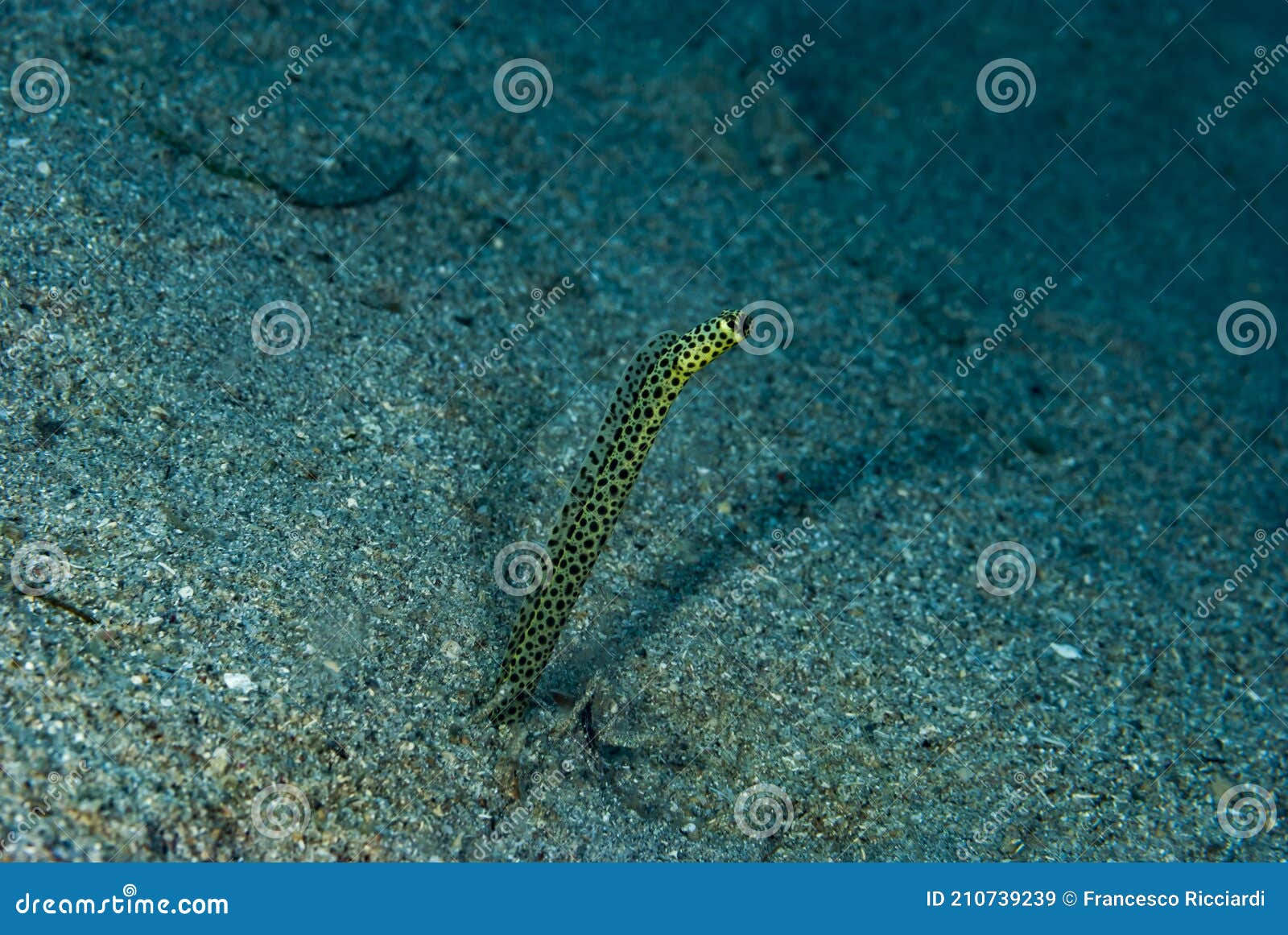 Spotted Garden Eel Heteroconger Hassi Stock Image - Image of bony ...
