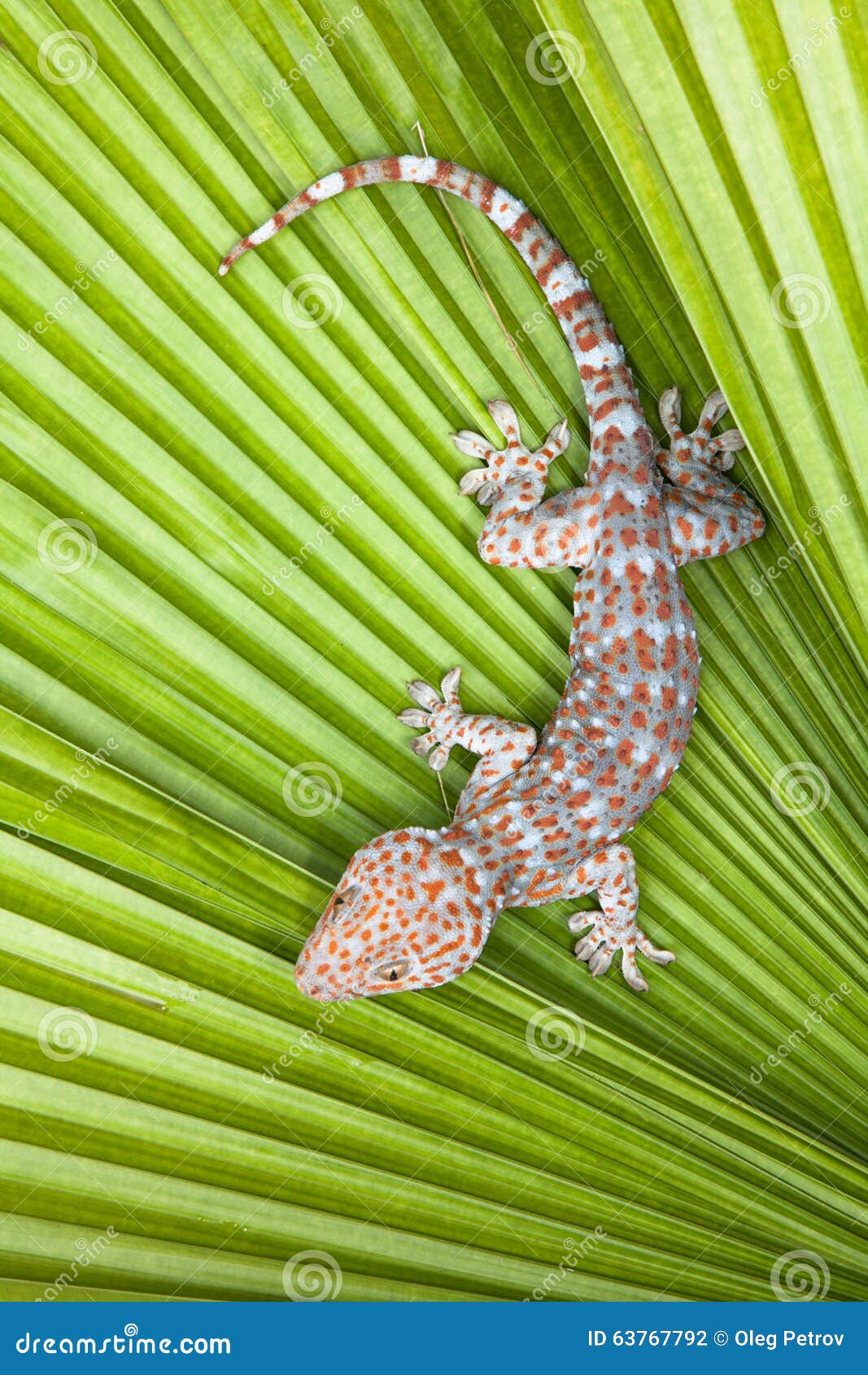 Spotted Gecko on a Green Leaf Palm. Stock Photo - Image of jungle ...