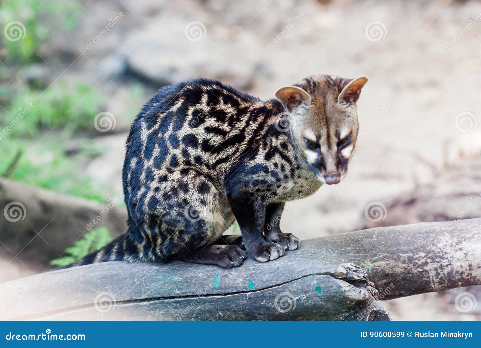 Spotted Genetta On A Branch Stock Photography | CartoonDealer.com #90600518