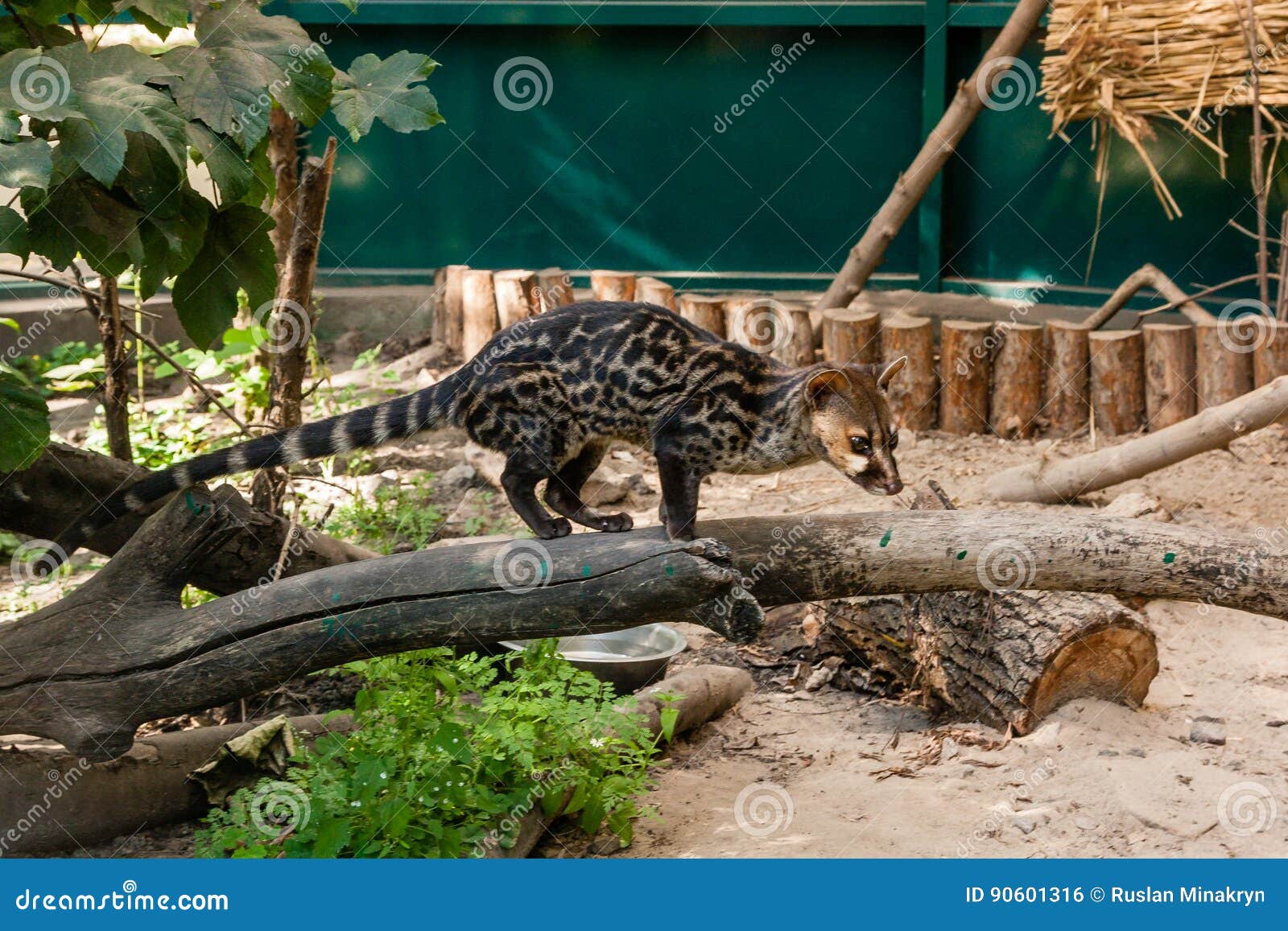 Spotted Genetta on a Branch Stock Photo - Image of genetta, night: 90601316