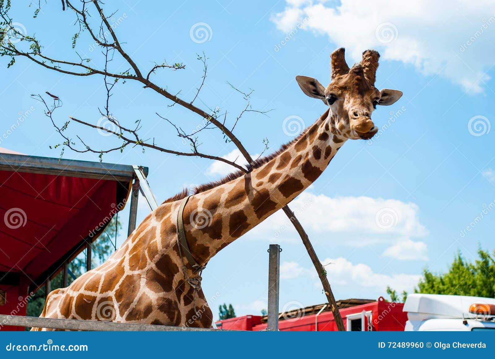 Spotted giraffe head stock photo. Image of blue, curious - 72489960