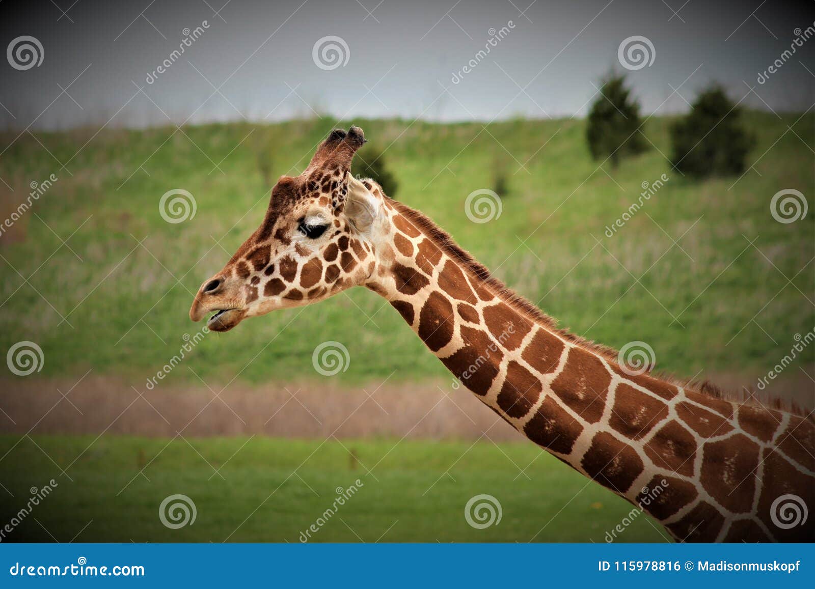 Spotted Cute Giraffe stock photo. Image of environmental - 115978816