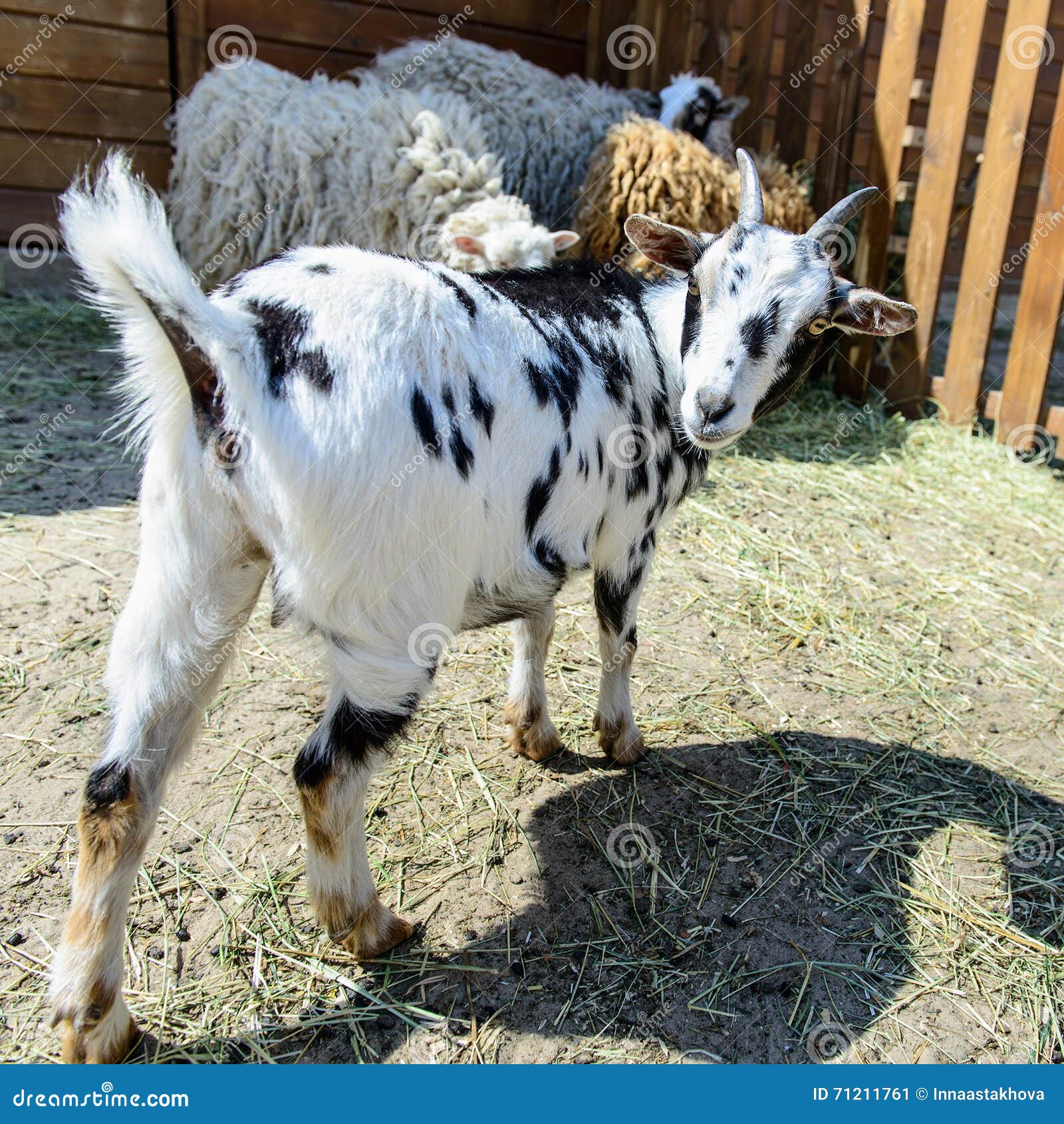 Spotted Goat Trio With Lop Ears In The Field Royalty-Free Stock Photo ...