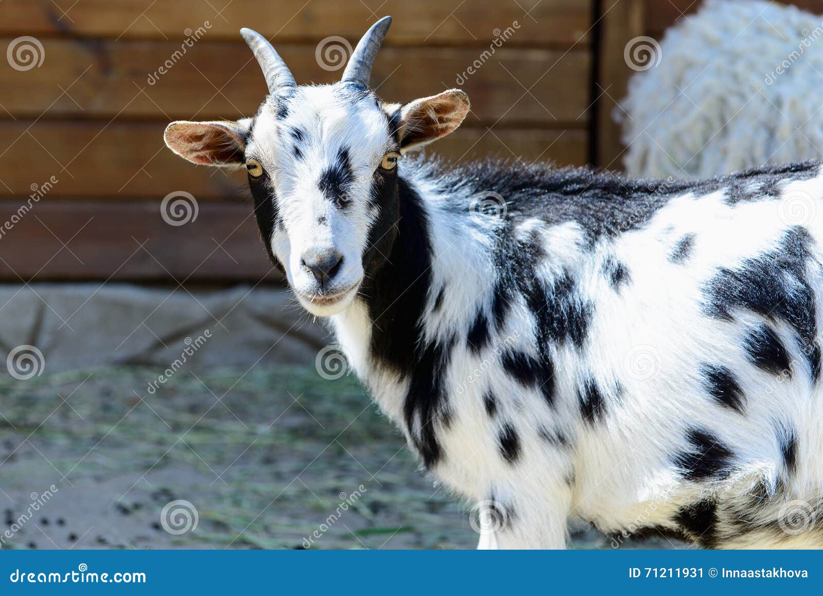 Spotted goat farm animal stock image. Image of pasture - 71211931