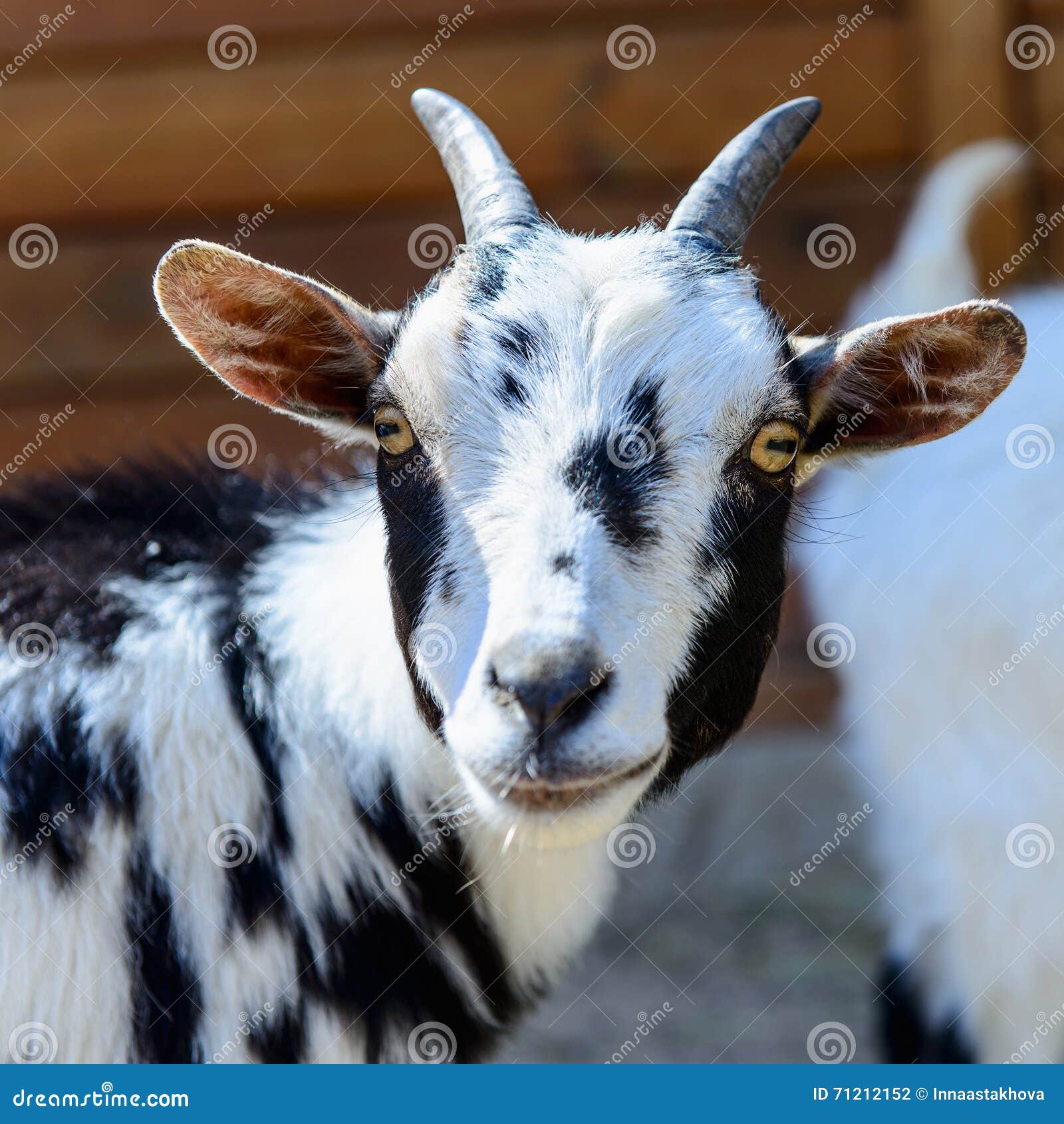 Spotted Goat Trio With Lop Ears In The Field Royalty-Free Stock Photo ...