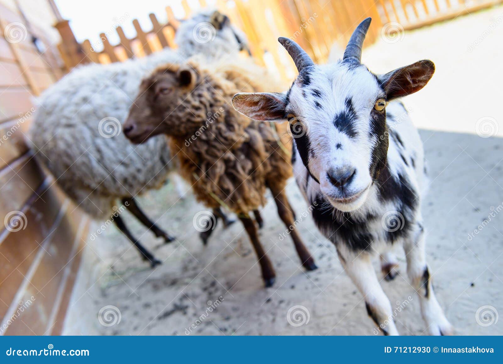Spotted goat farm animal stock photo. Image of mammal - 71212930