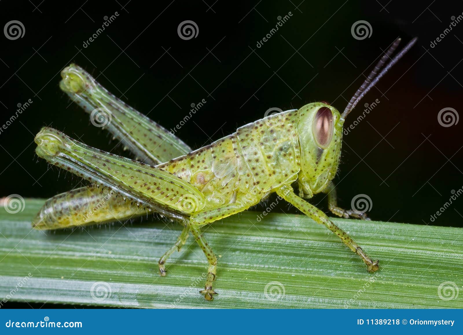 A Spotted Grasshopper on a Blade of Grass Stock Photo - Image of ...
