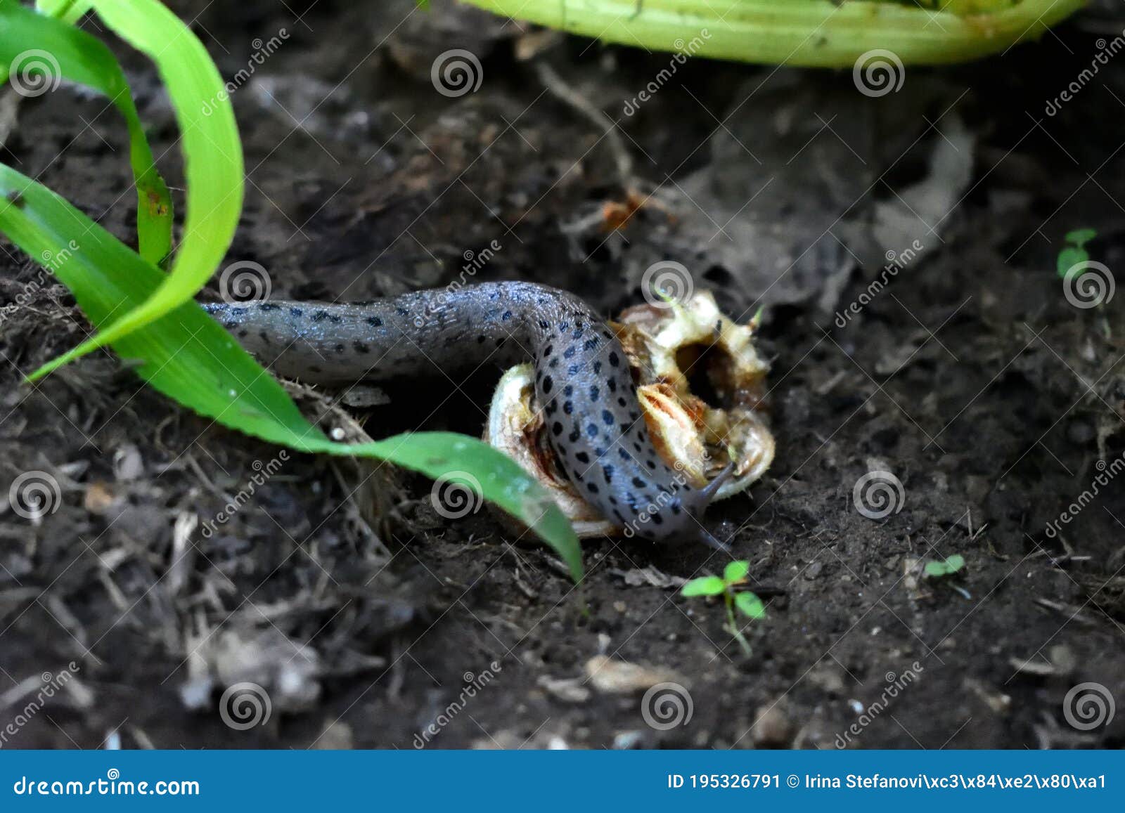 Spotted Gray Snail without a Shell Stock Image - Image of background ...