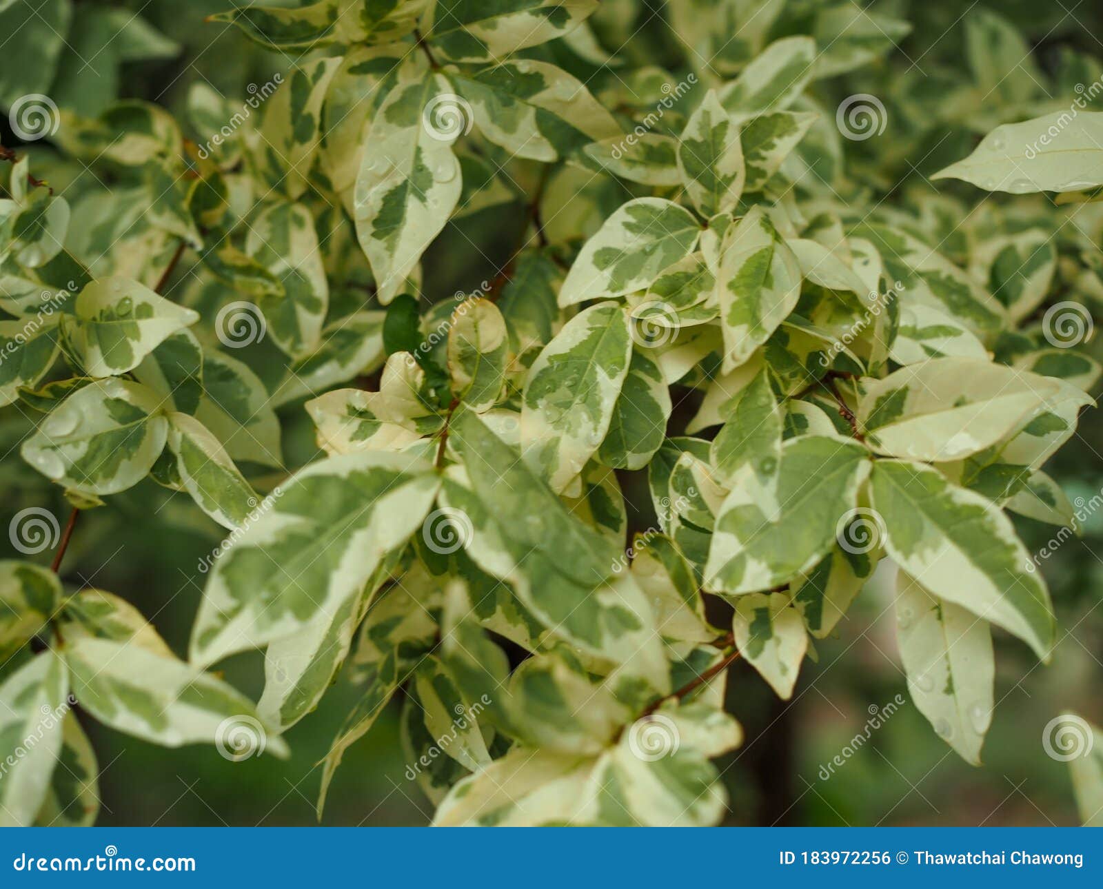 Spotted Green Leaves Have a Blurred Background Stock Photo - Image of ...